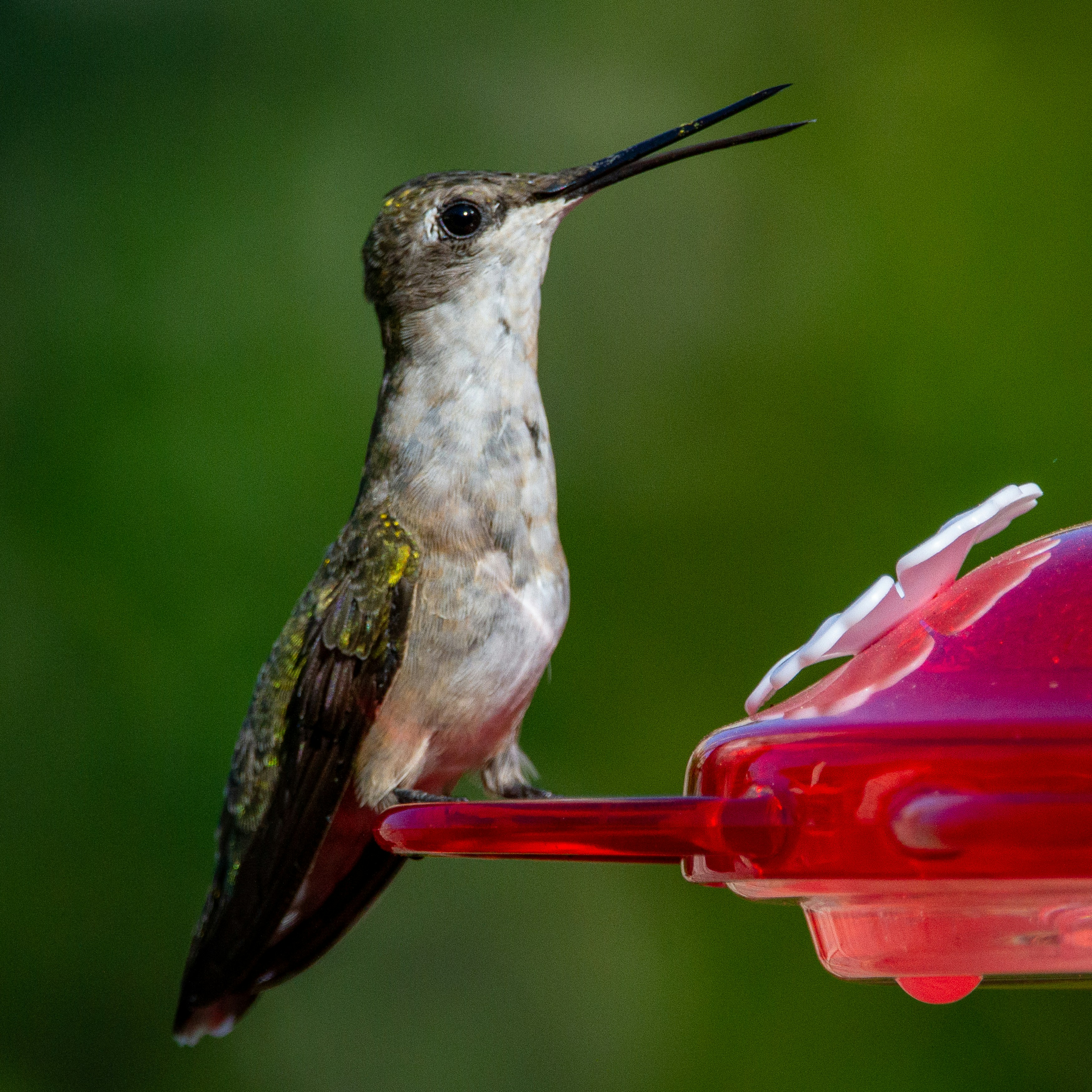 A hummingbird perches gracefully on a vibrant feeder, showcasing its iridescent plumage against a soft green backdrop.