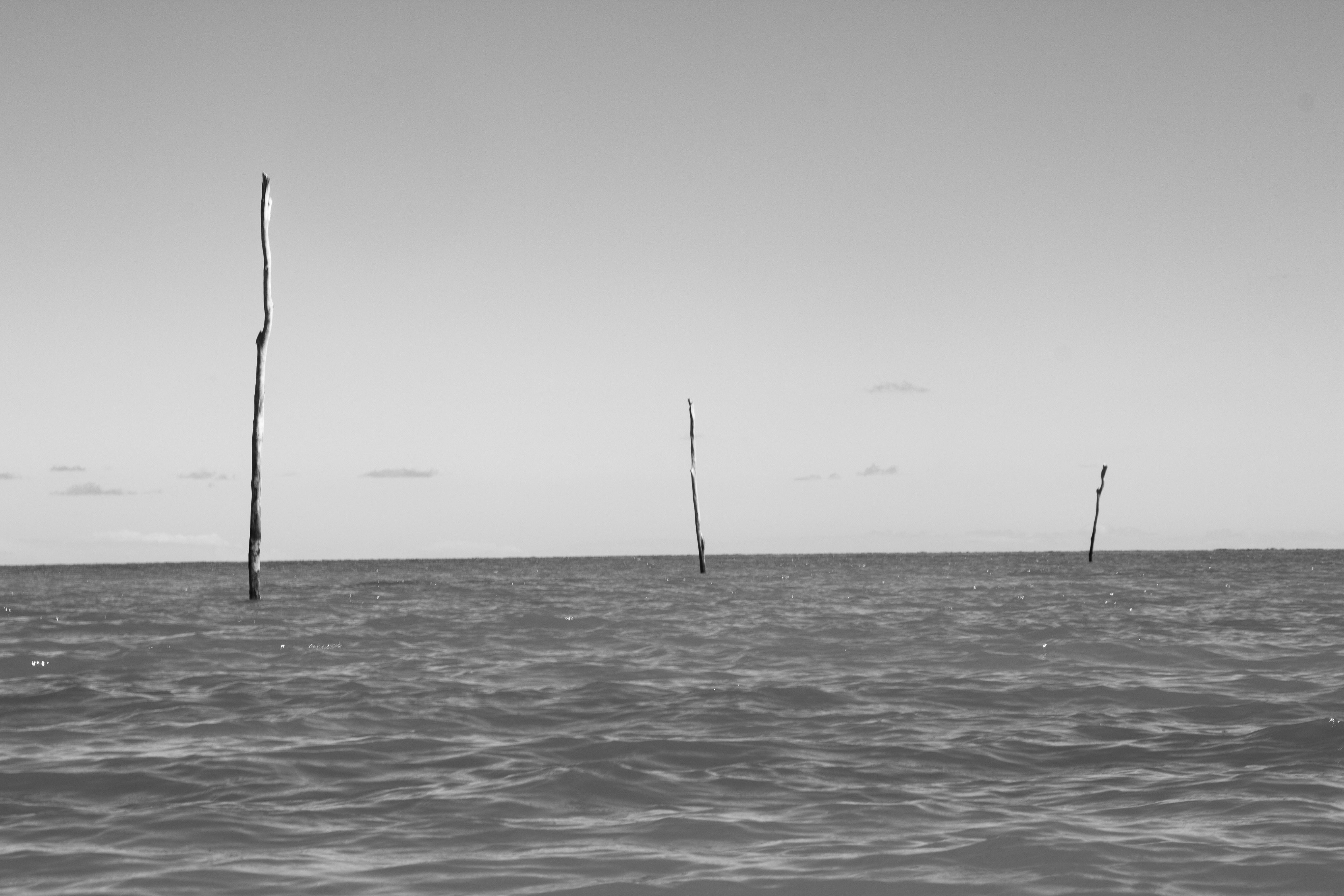 Grayscale photo of fishing rods standing in calm sea waters under a clear sky.