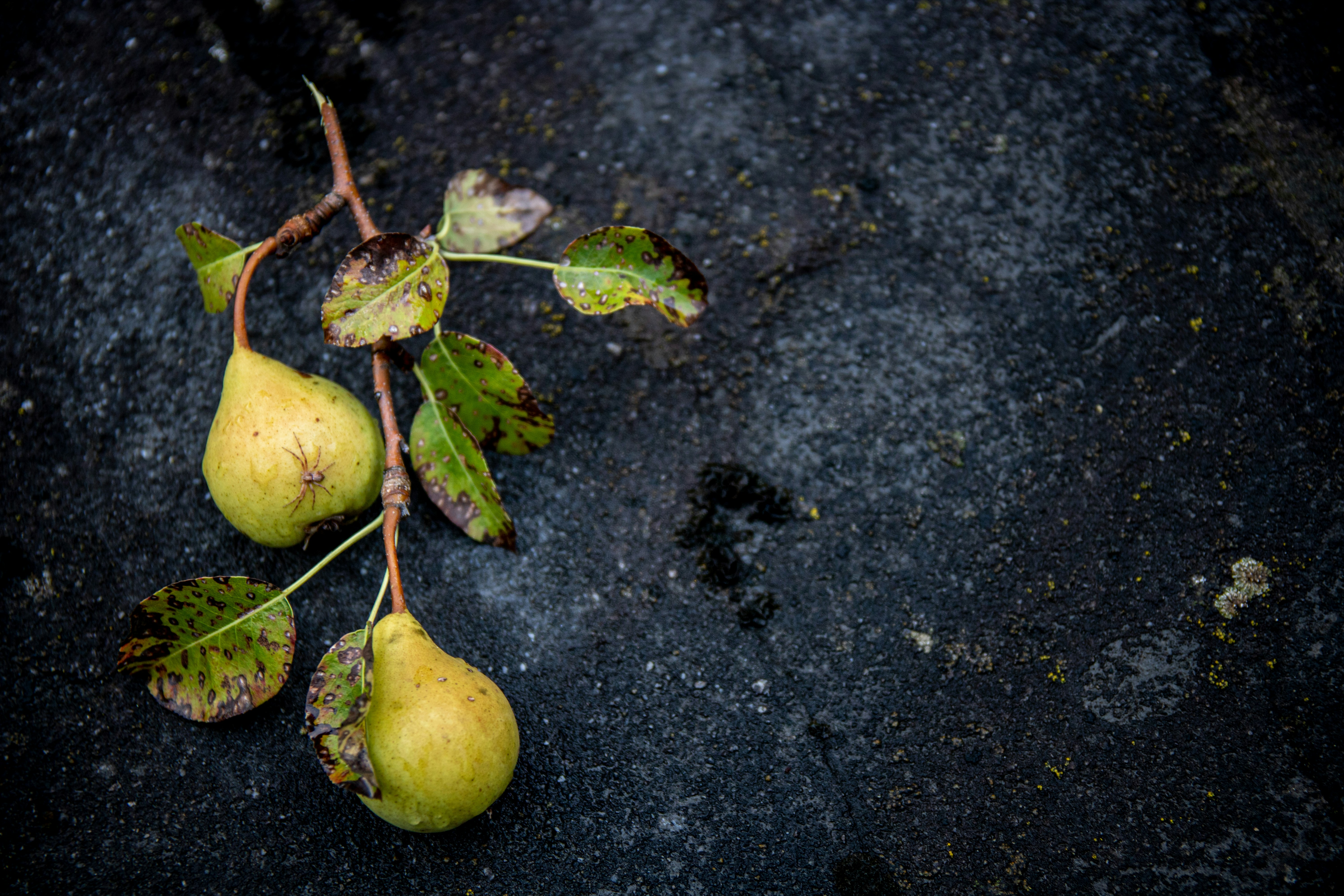 Two golden pears on a weathered asphalt canvas