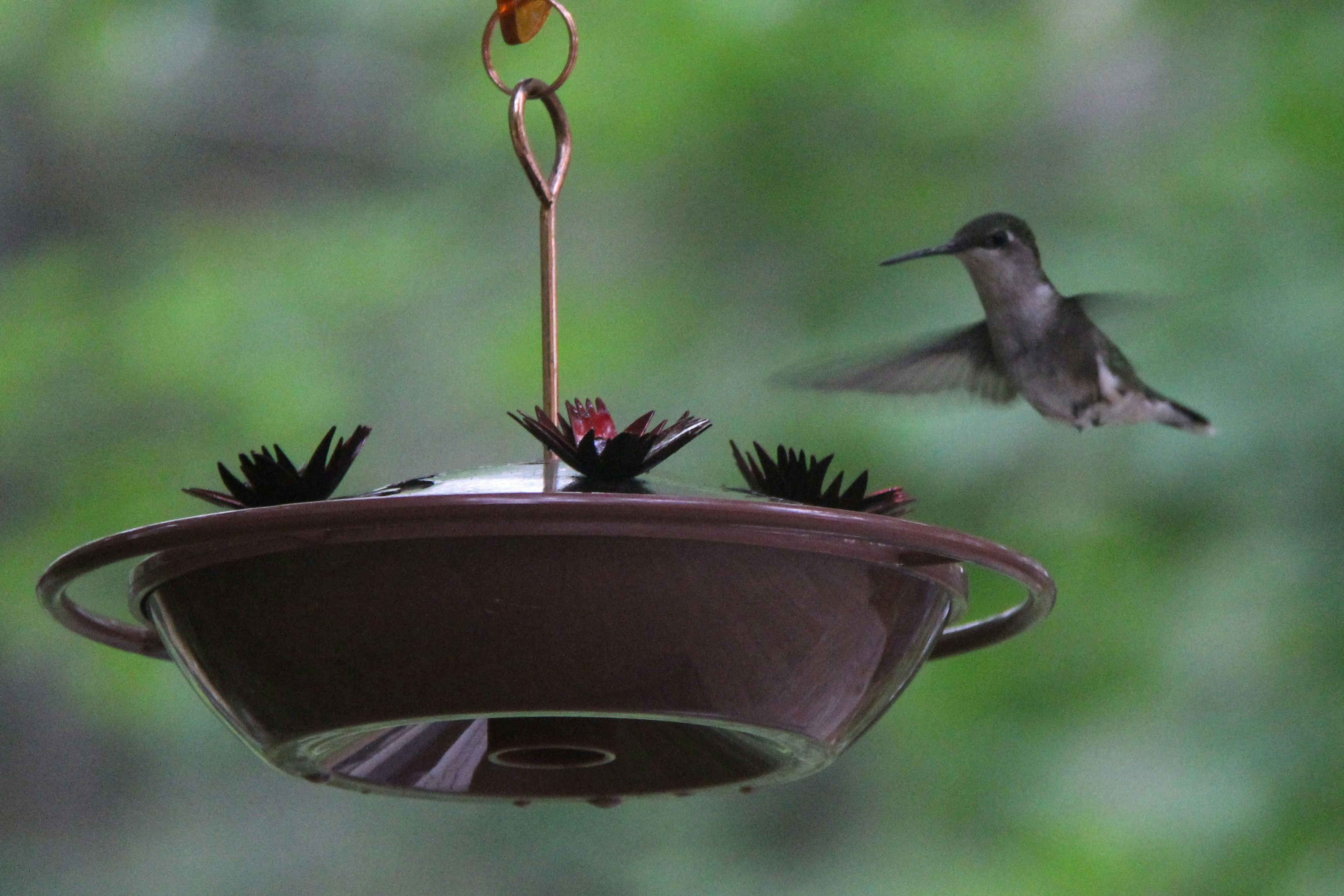 Hummingbird at the Humming Cup: a chase around a feeder