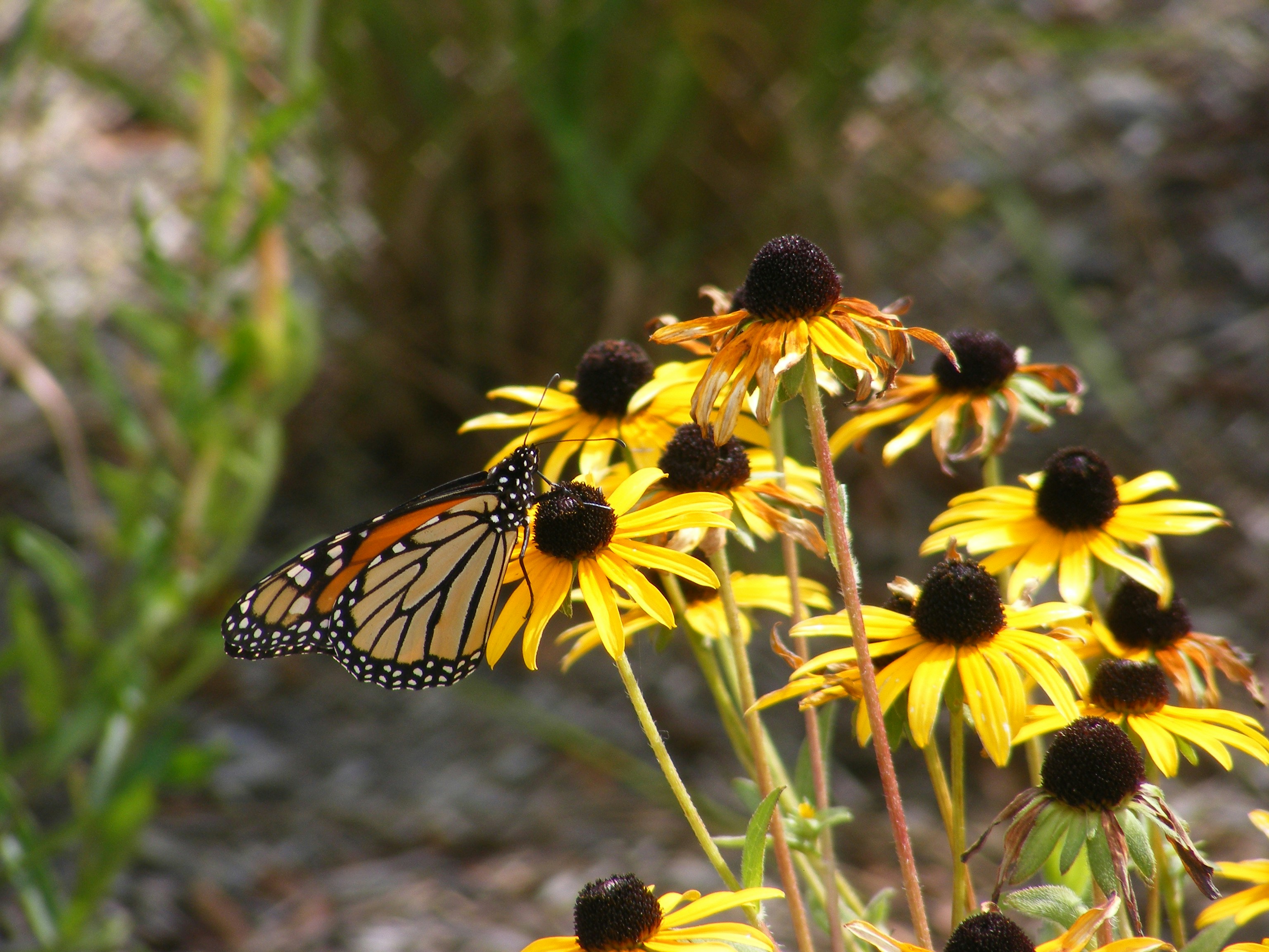 Close-up photograph of a monarch butterfly perched on yellow coneflowers with a softly blurred natural background.