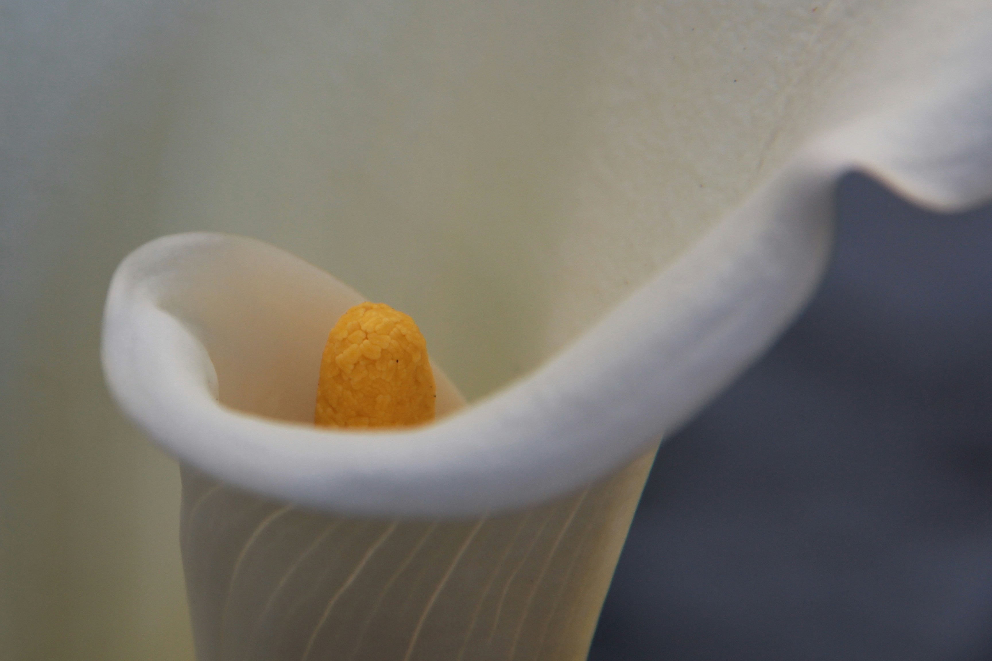 #nature #flower