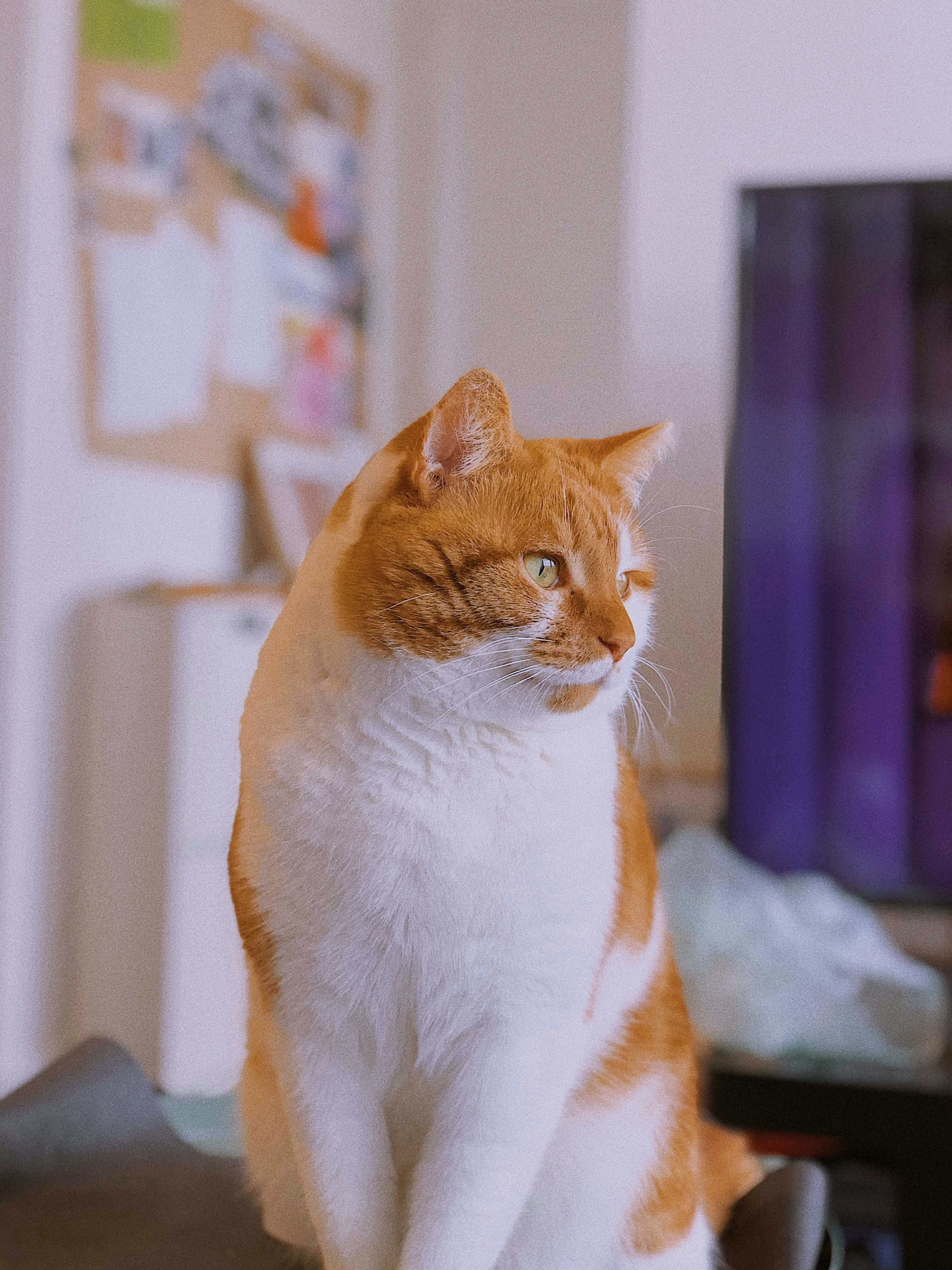 🍟 Chipper | 31 best free chipper, cat, pet and mammal photos on Unsplash