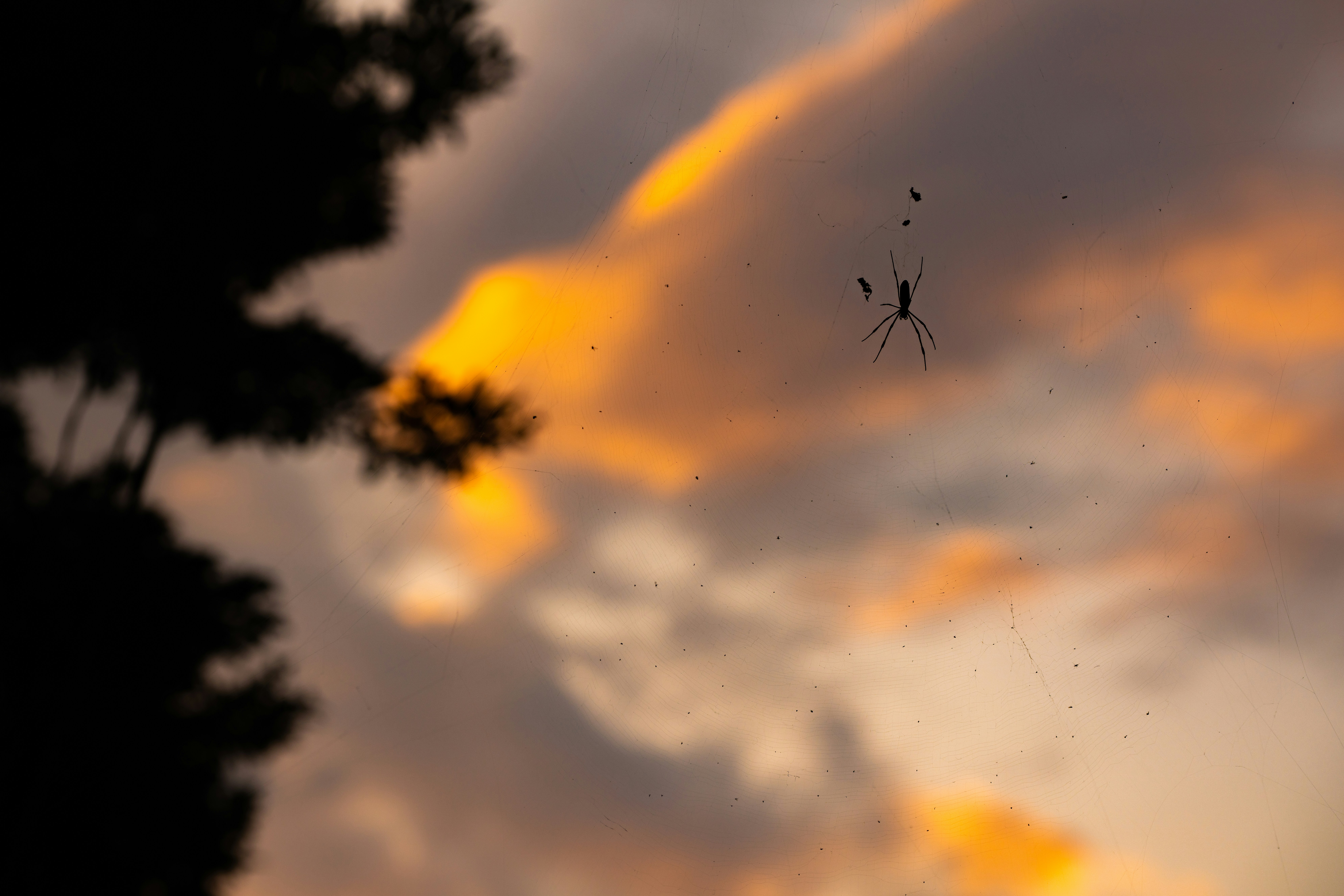 A spider weaves its intricate web against a backdrop of vibrant sunset hues, creating a striking contrast with the darkening silhouette of nearby trees.