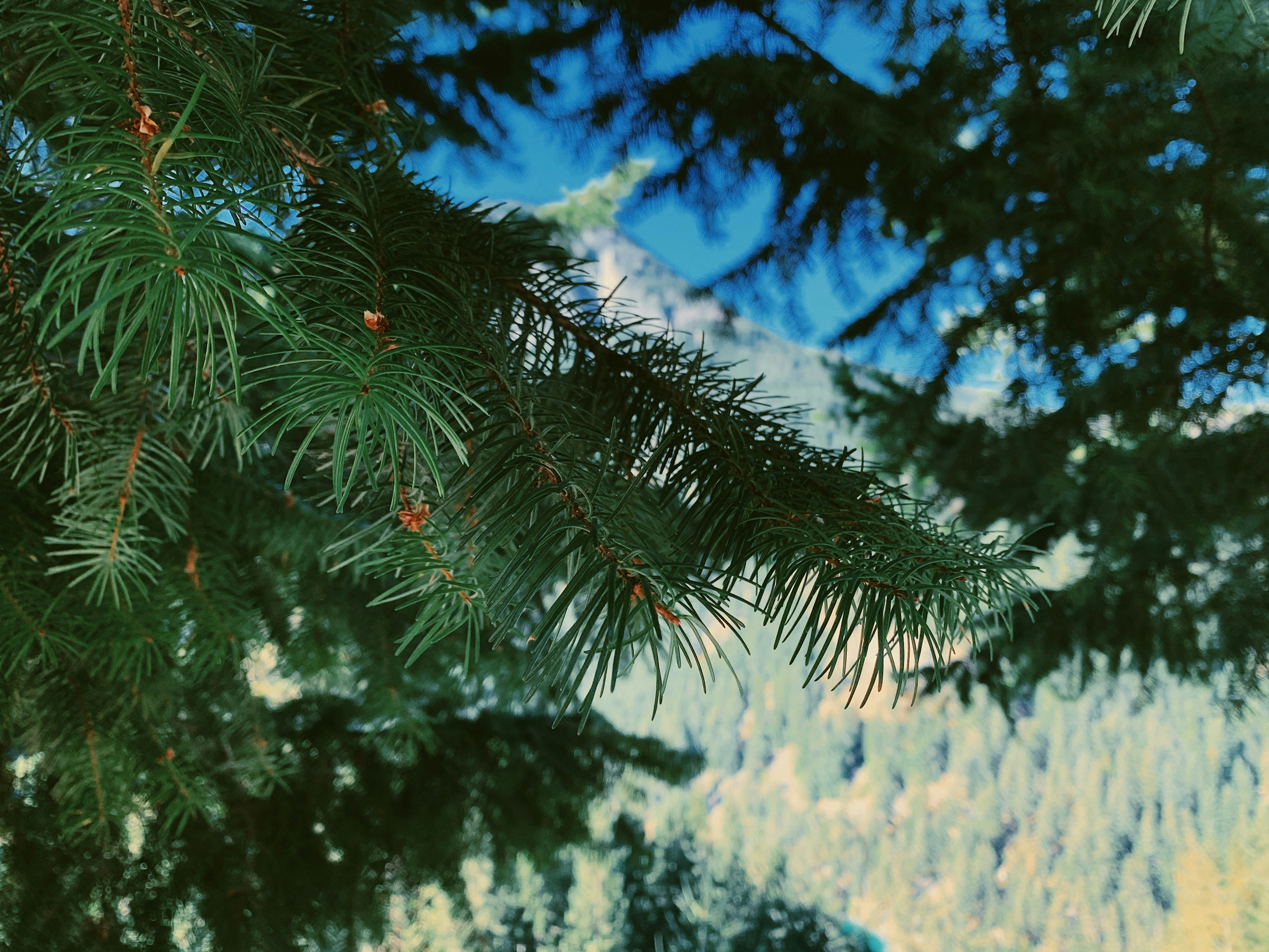 Close-up of evergreen branches framing a distant mountain view, showcasing the interplay of light and shadow. 