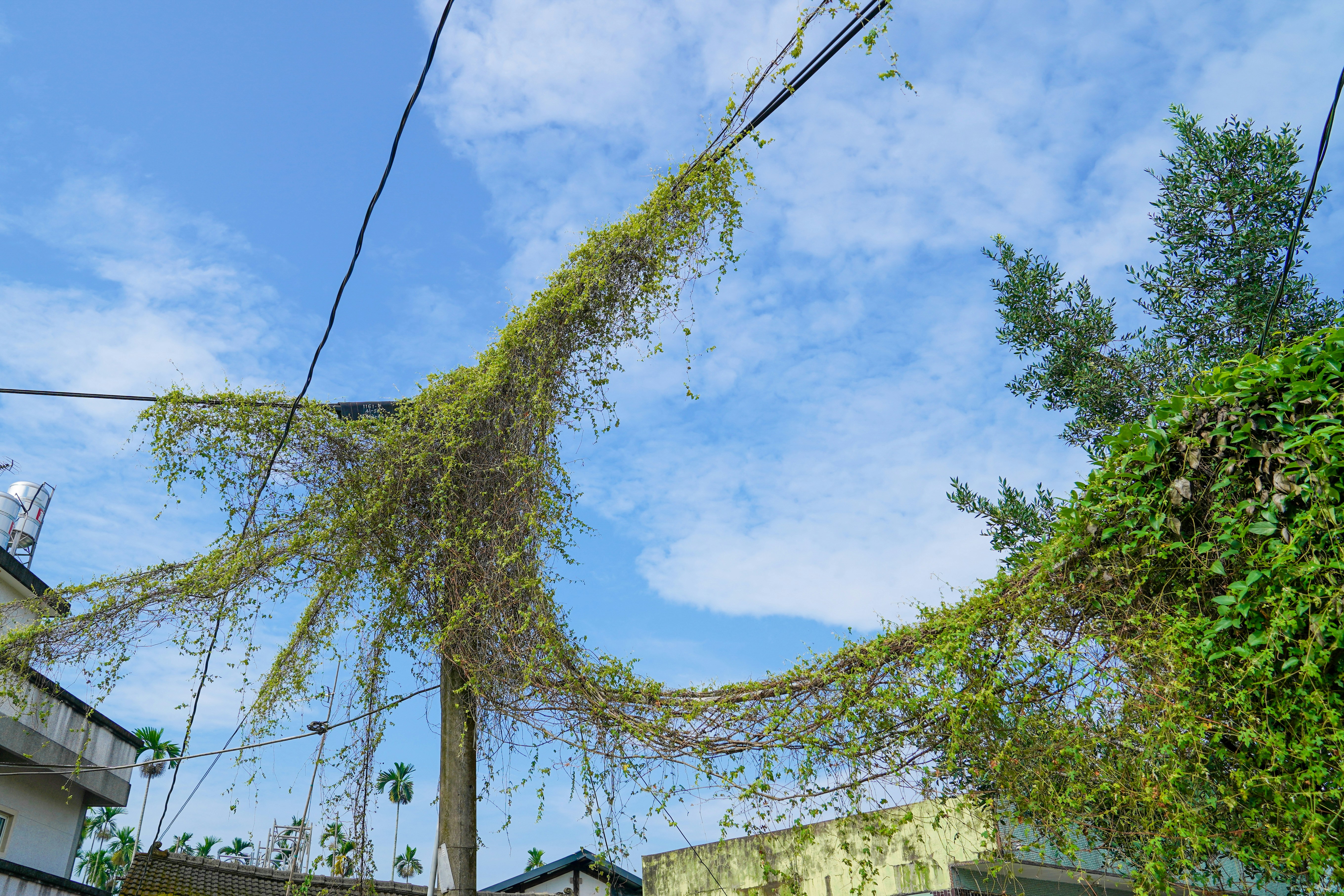 Tangled Veil of Vines Crossing a Sunny Urban Sky