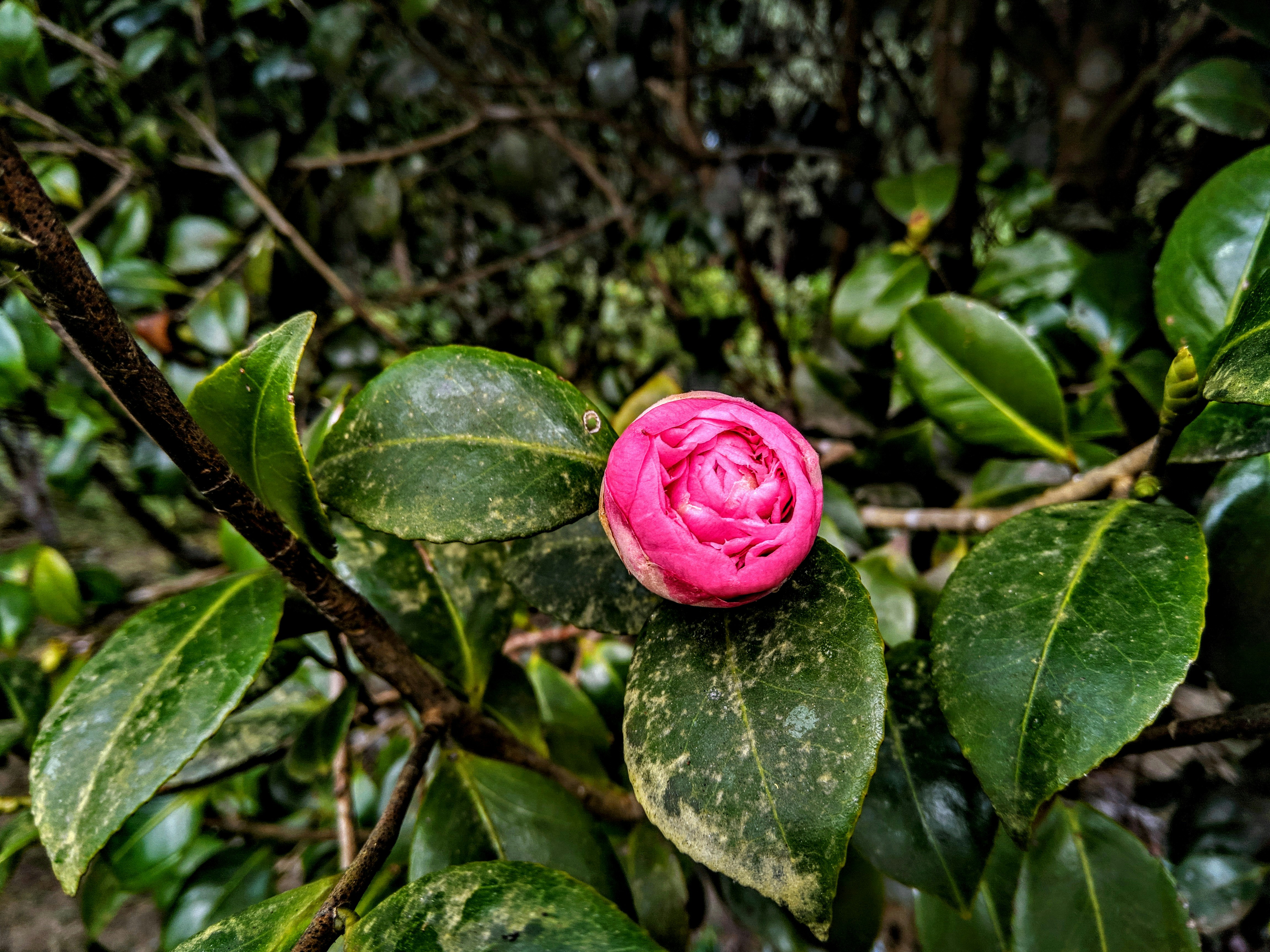 Rosy Camellia Bud Nestled in Glossy Green Foliage