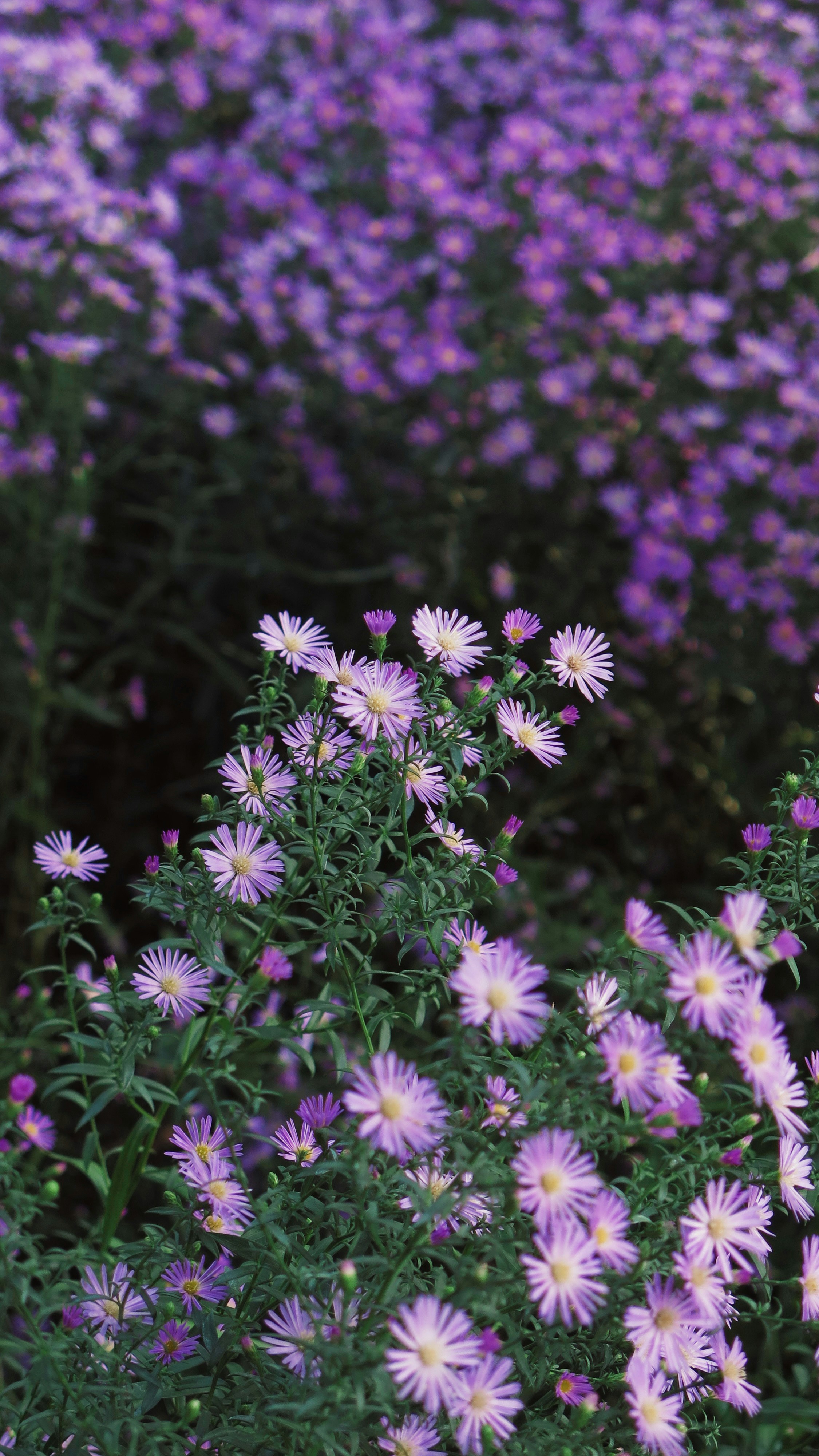 Aster Flower Pictures | Download Free Images on Unsplash