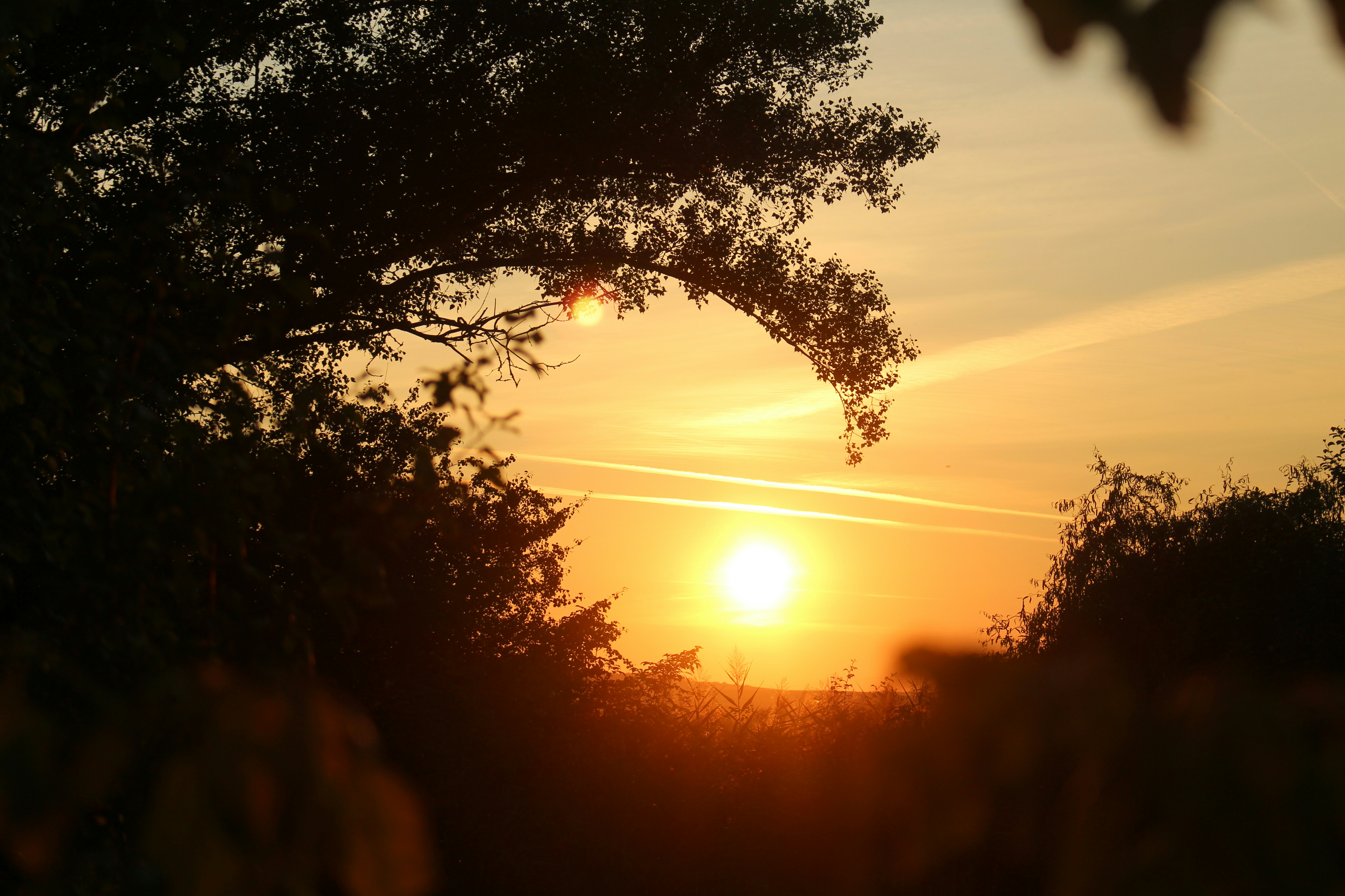 Sun setting over the trees photo – Free Terezín Image on Unsplash