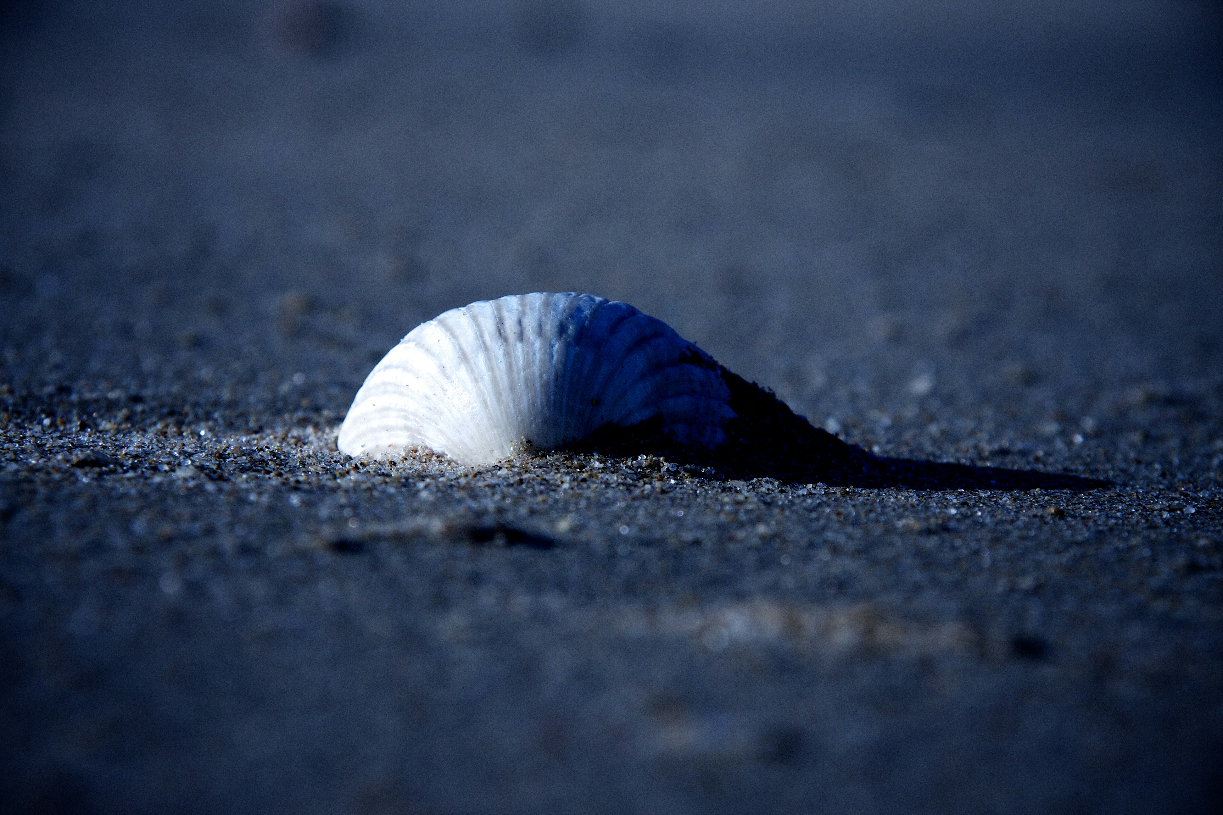 White and blue seashell on gray sand photo – Free Grey Image on Unsplash
