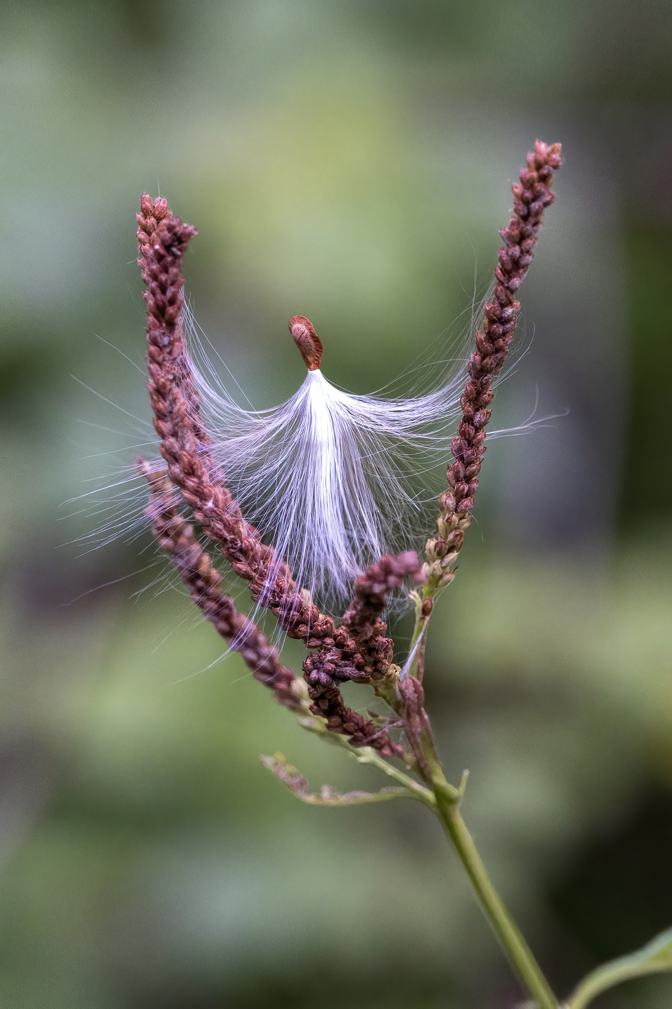 Silken Seed Adrift Between Crimson Stems