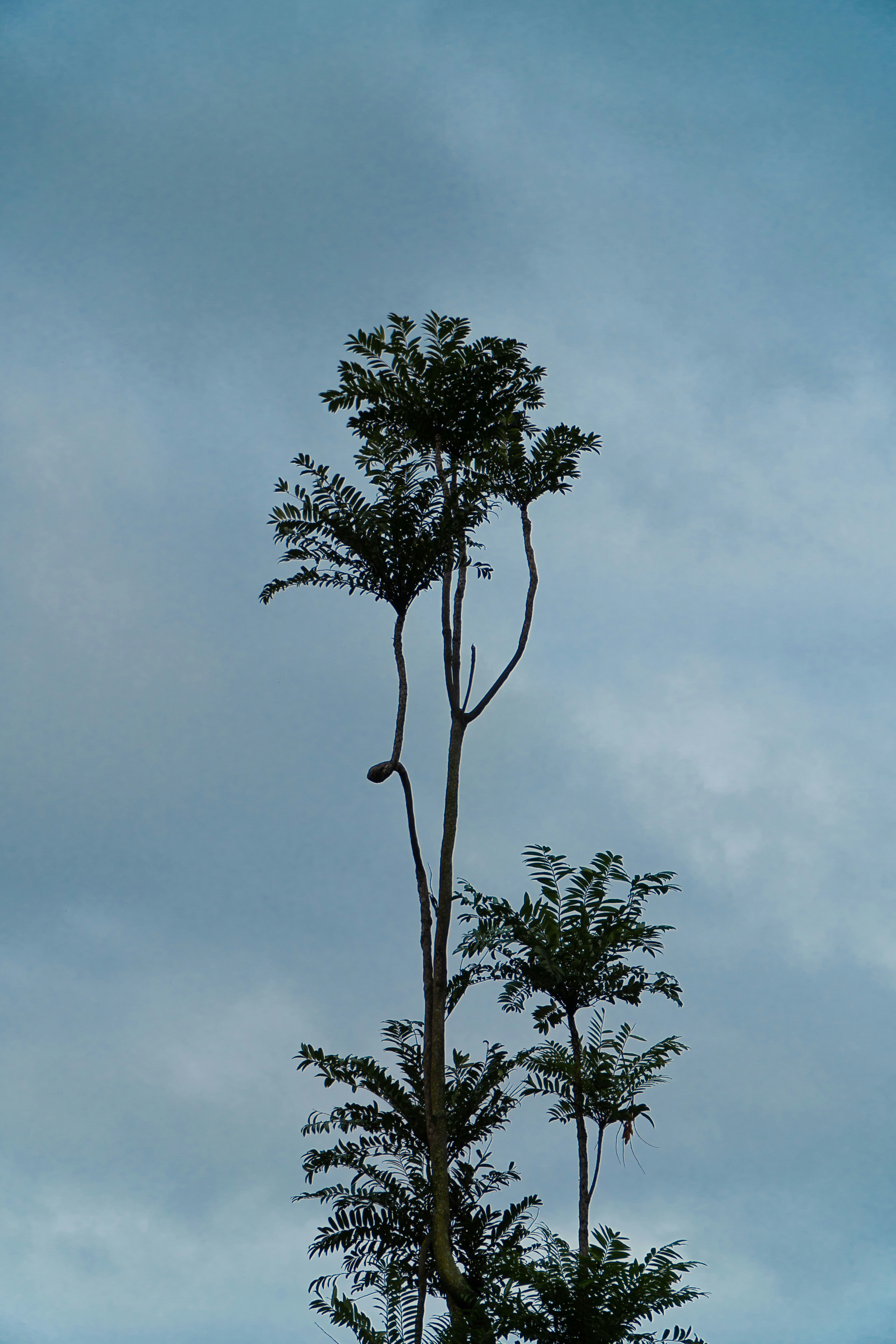 Tall tree reaching towards the sky, silhouetted against a moody backdrop of clouds. A testament to nature's resilience.