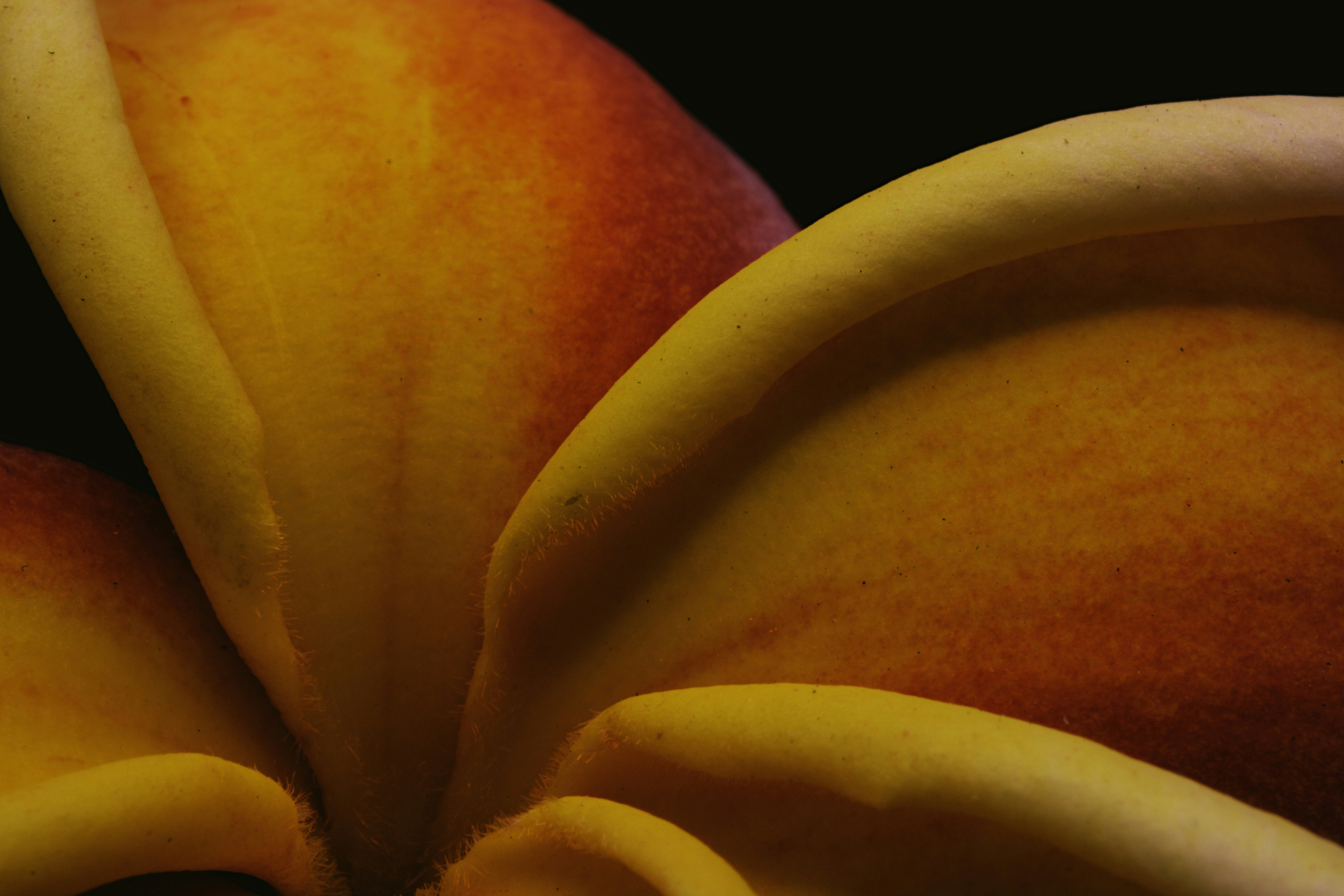 Golden Petals Close-Up: A Warm Embrace of Color and Texture