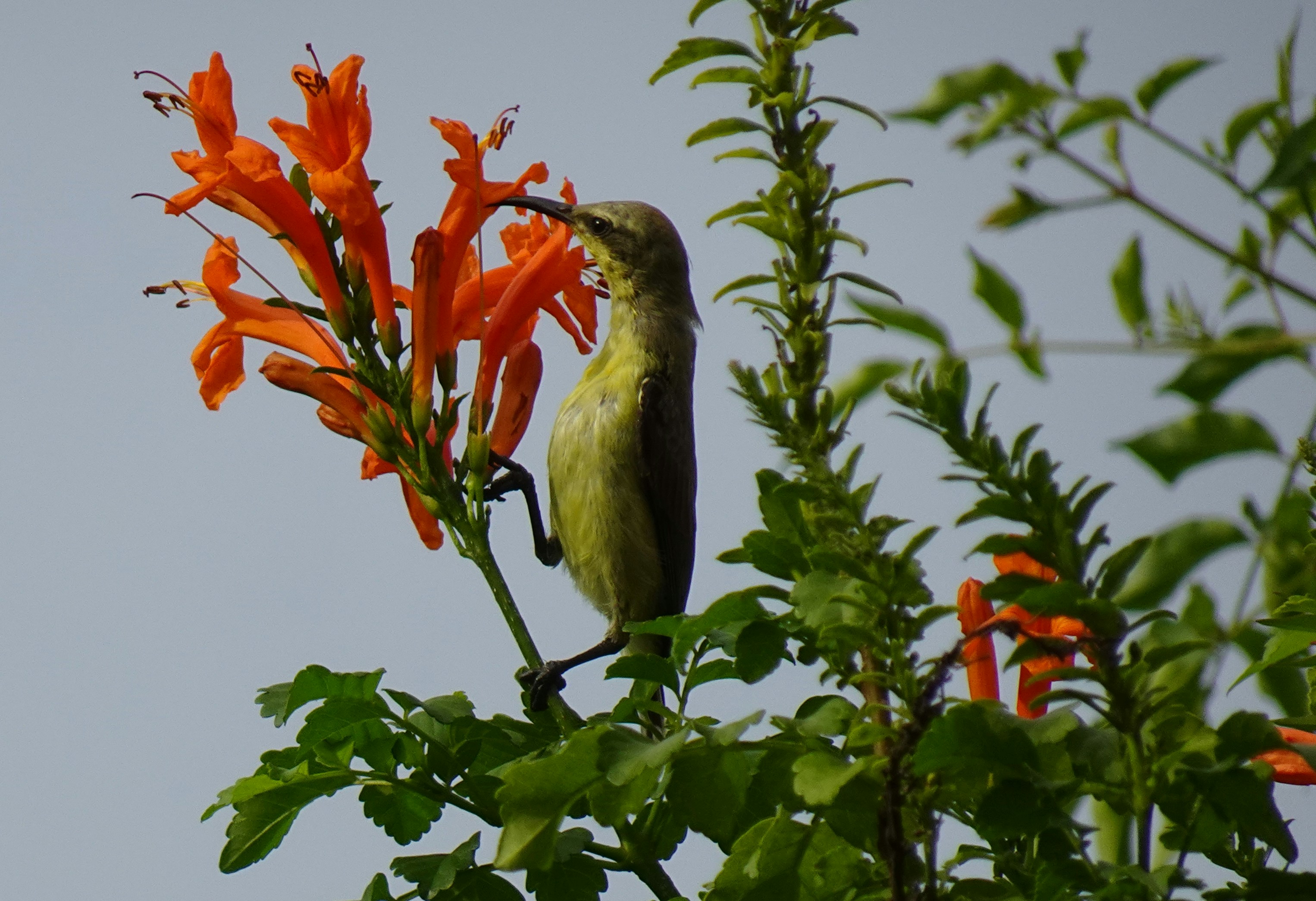 Emerald Hummer on Orange Blooms