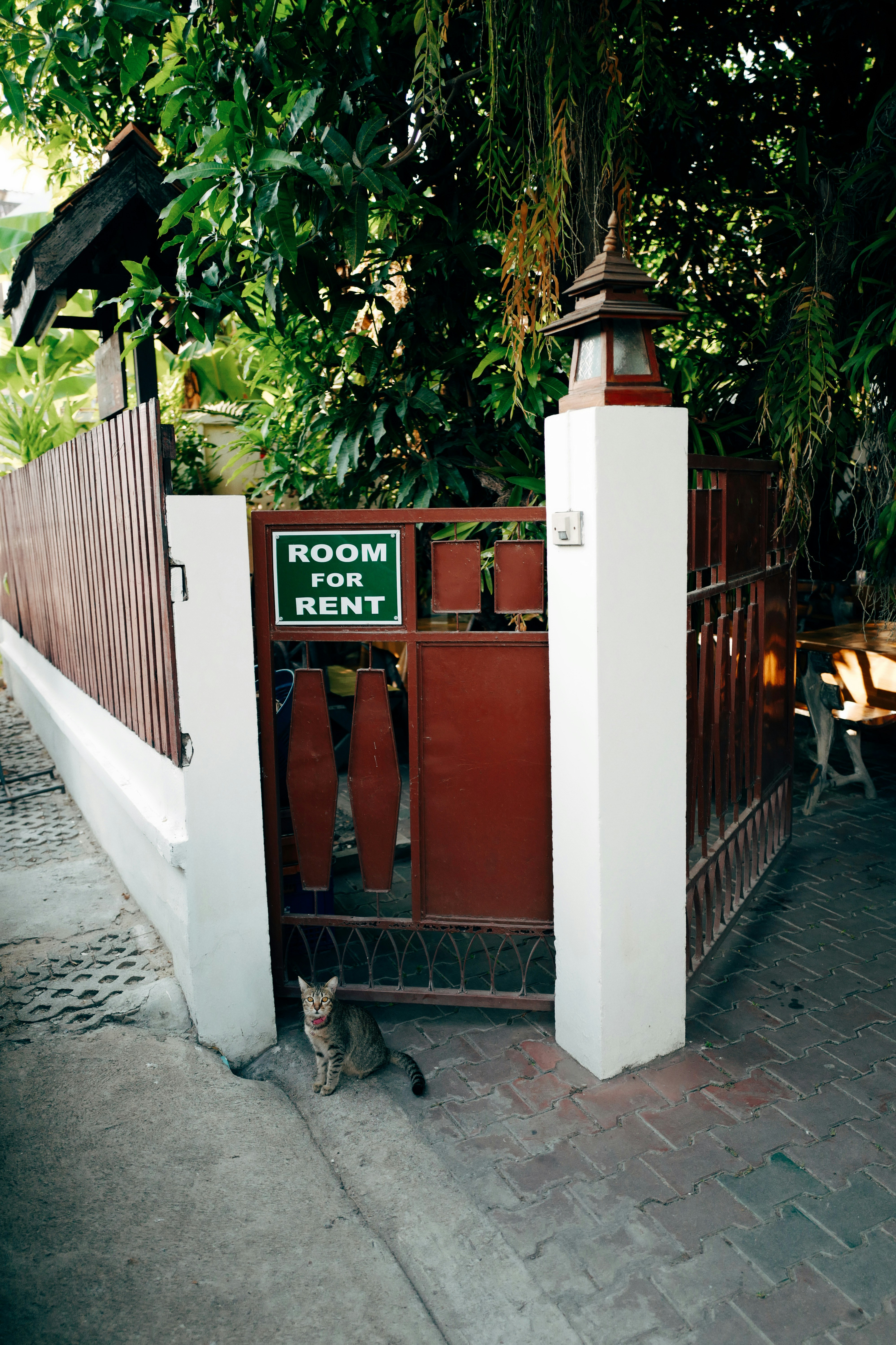 A curious cat sits at the entrance of a property with a 'ROOM FOR RENT' sign, surrounded by lush greenery. The inviting atmosphere hints at a cozy living space.