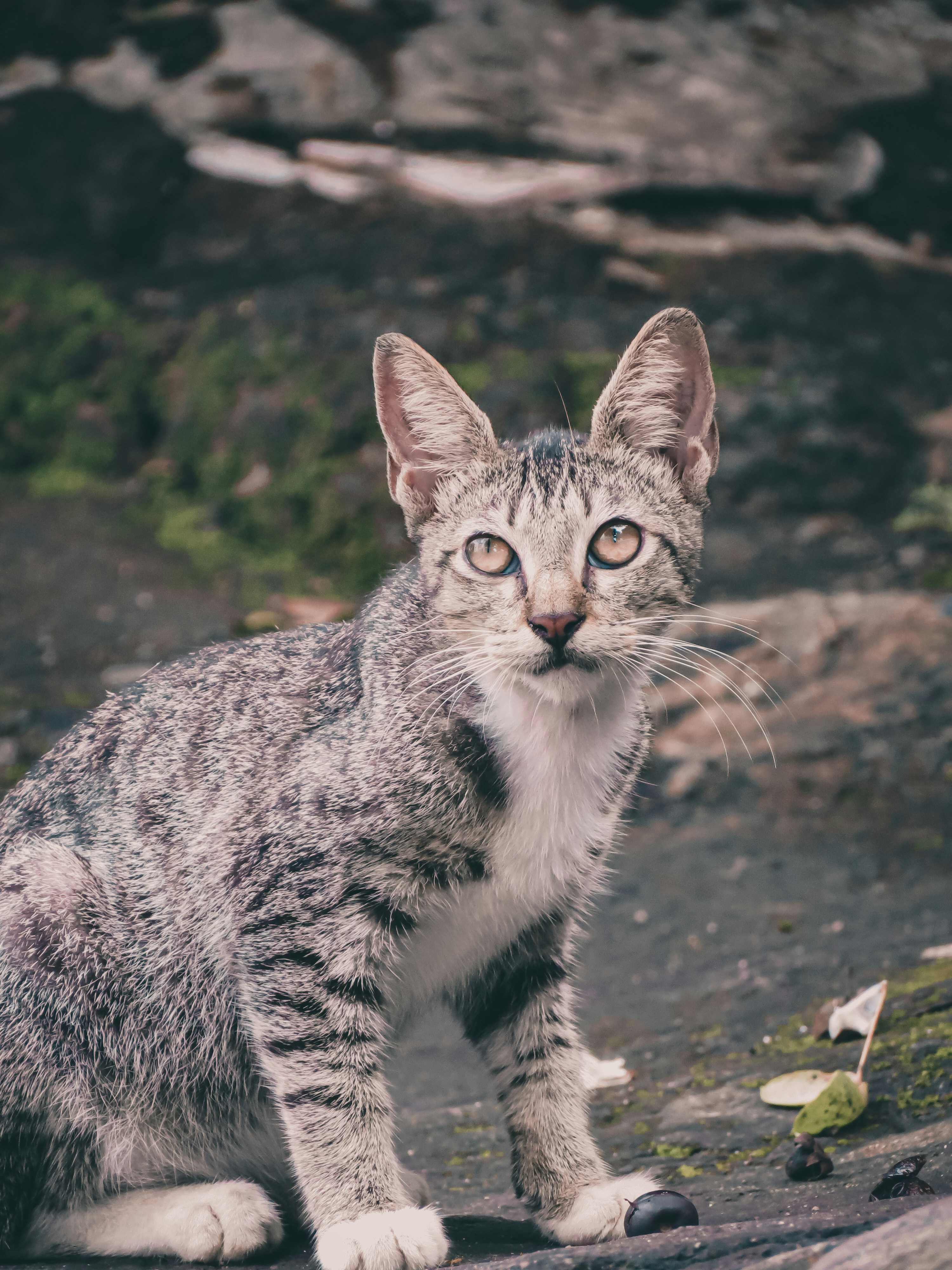 A gray tabby cat sits attentively on a rocky surface, surrounded by greenery. Its bright eyes and alert posture suggest a moment of curiosity.