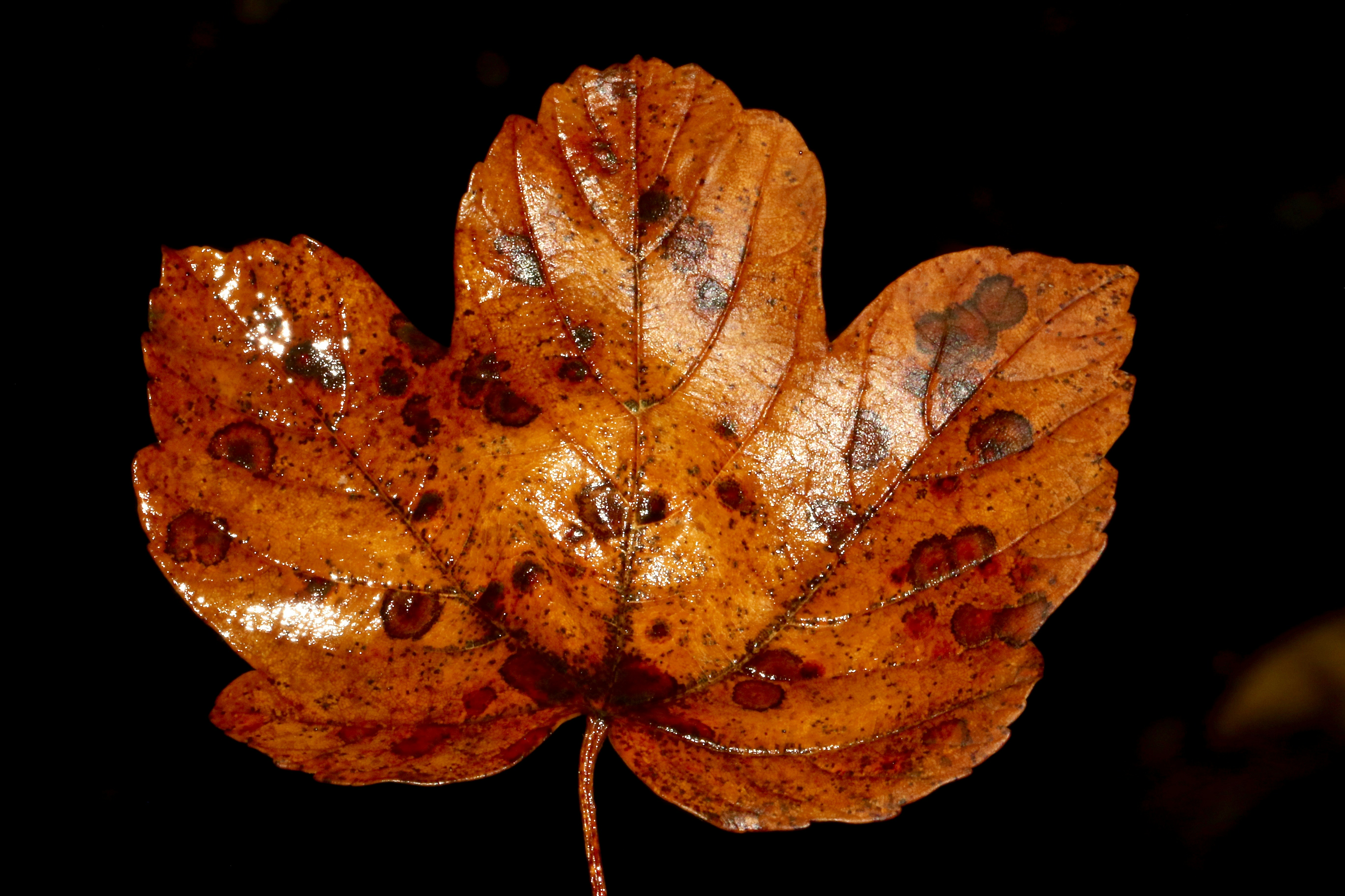 Imágenes de Hoja De Maple Para Imprimir | Descarga imágenes gratuitas ...