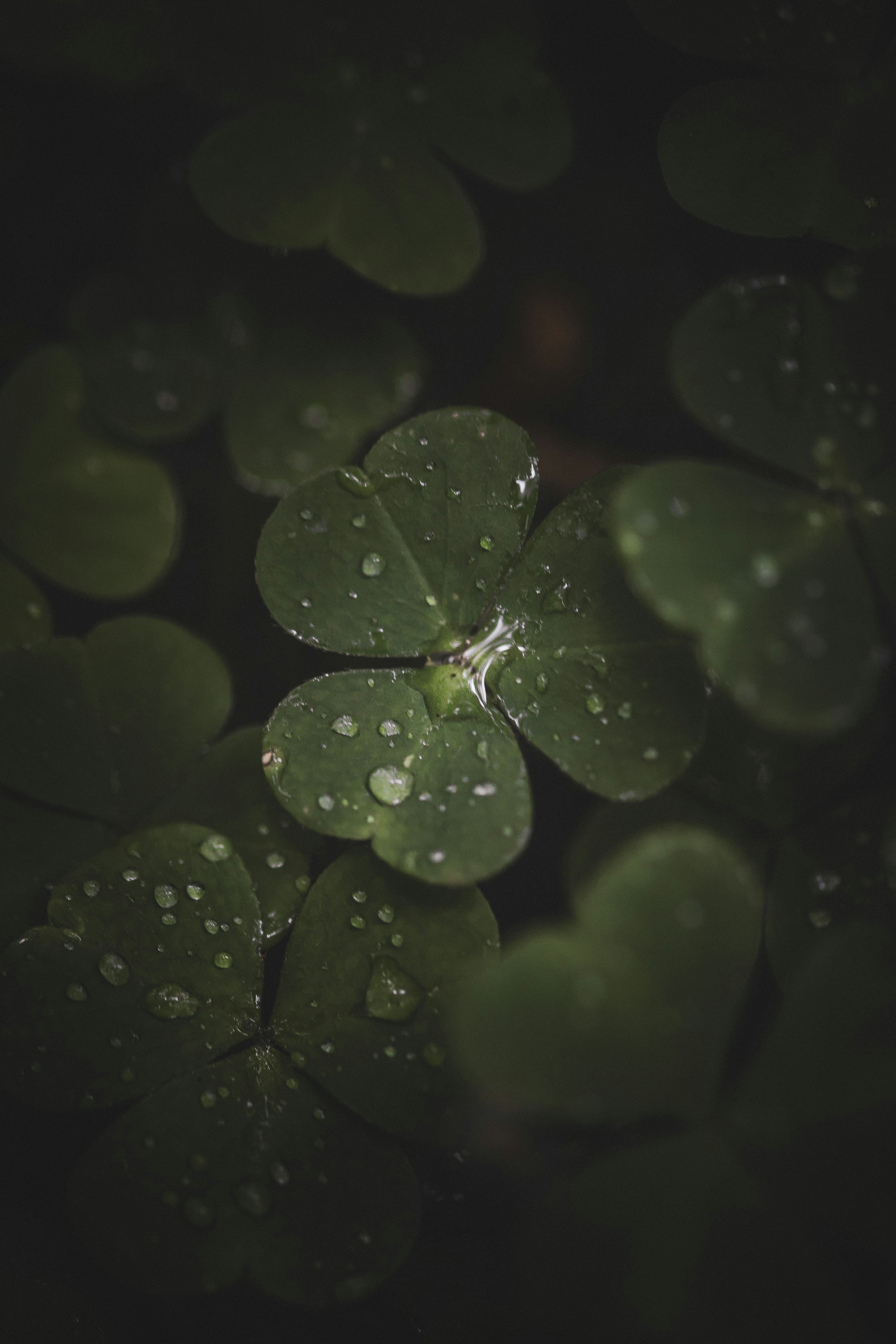 Nocturnal Dew on Velvet Clover