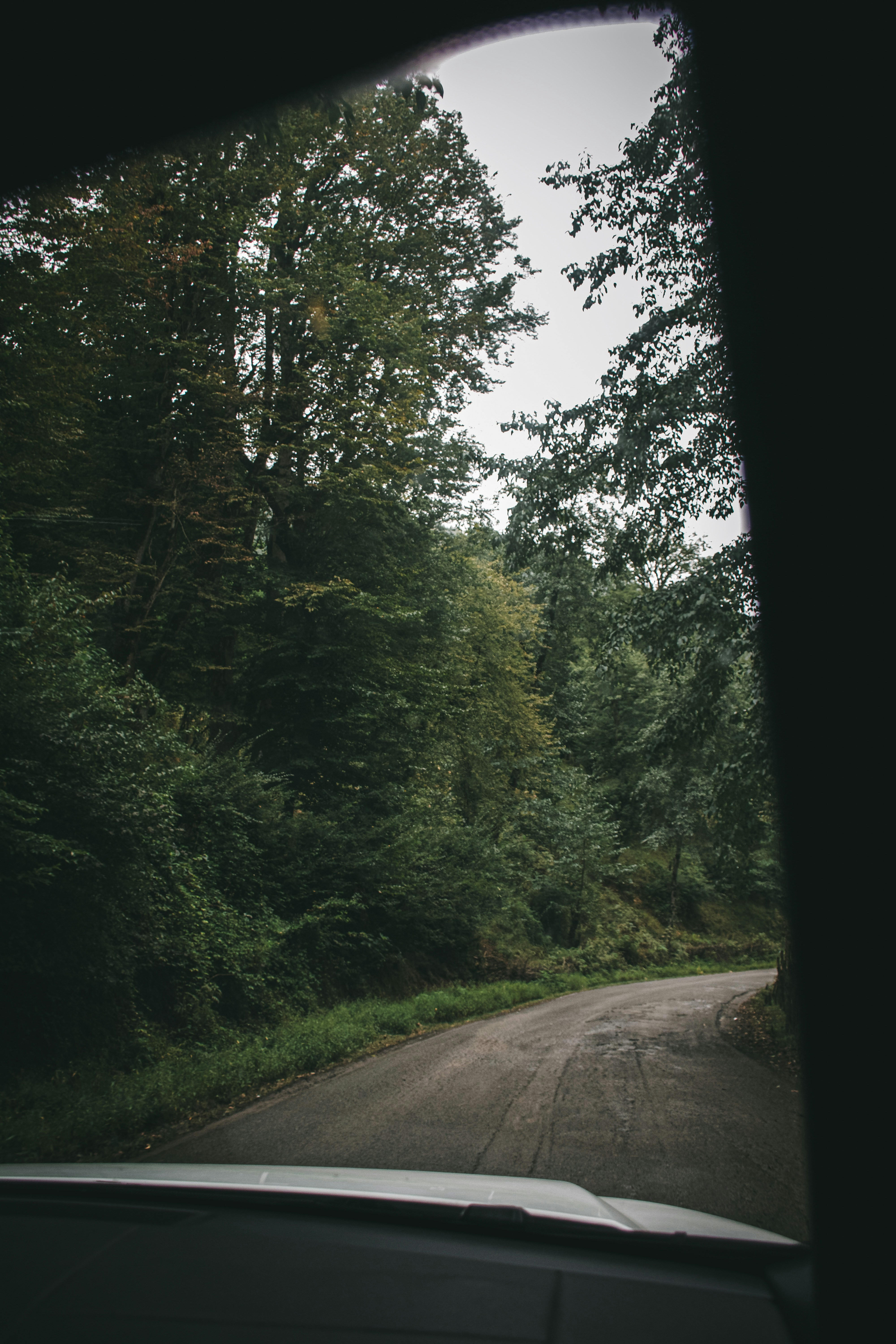 Curved road flanked by lush greenery and towering trees, viewed from inside a vehicle. An invitation to explore the serene landscape.