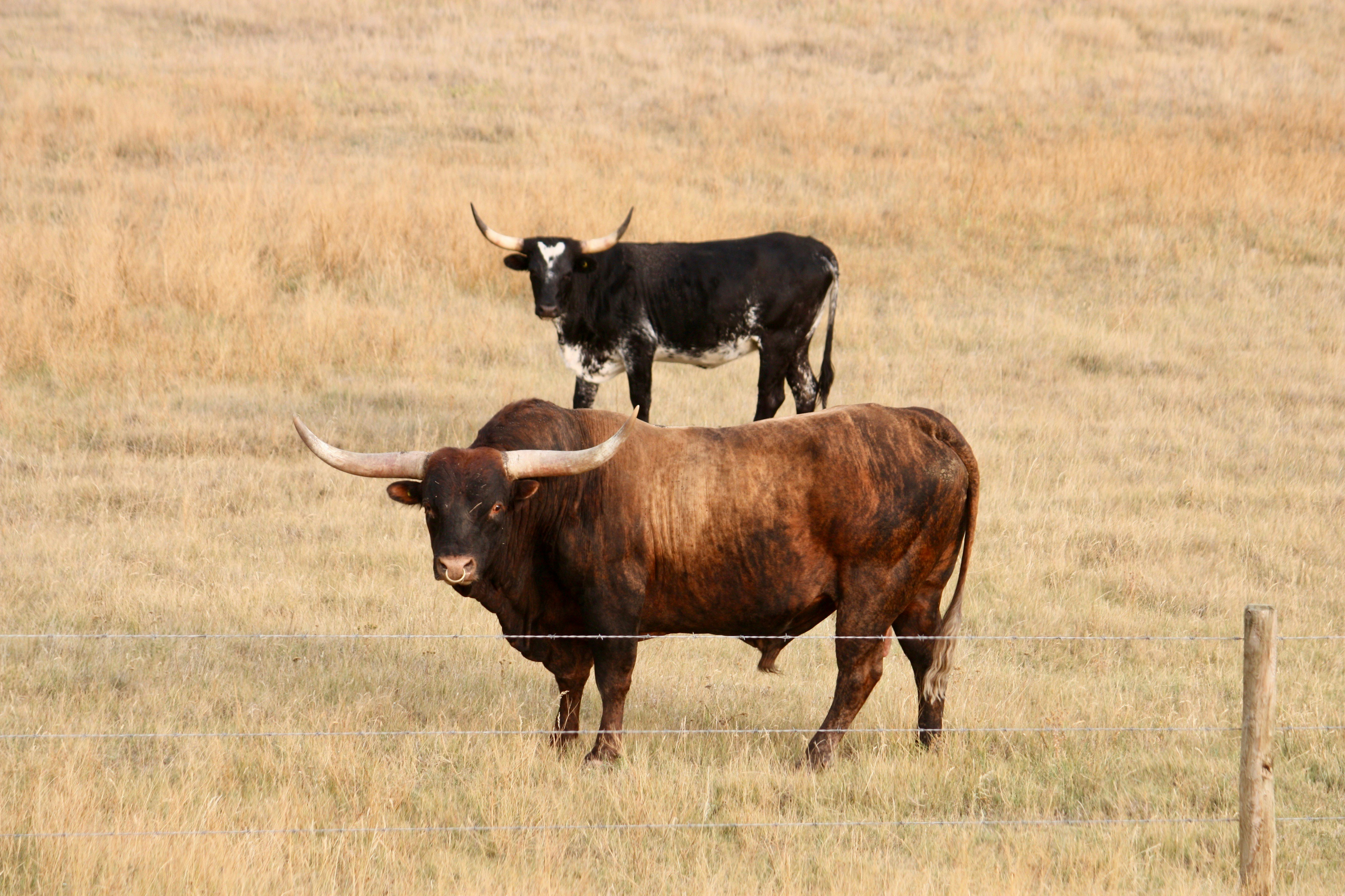 Vaca marrón en el campo de hierba marrón durante el día foto – Imagen ...