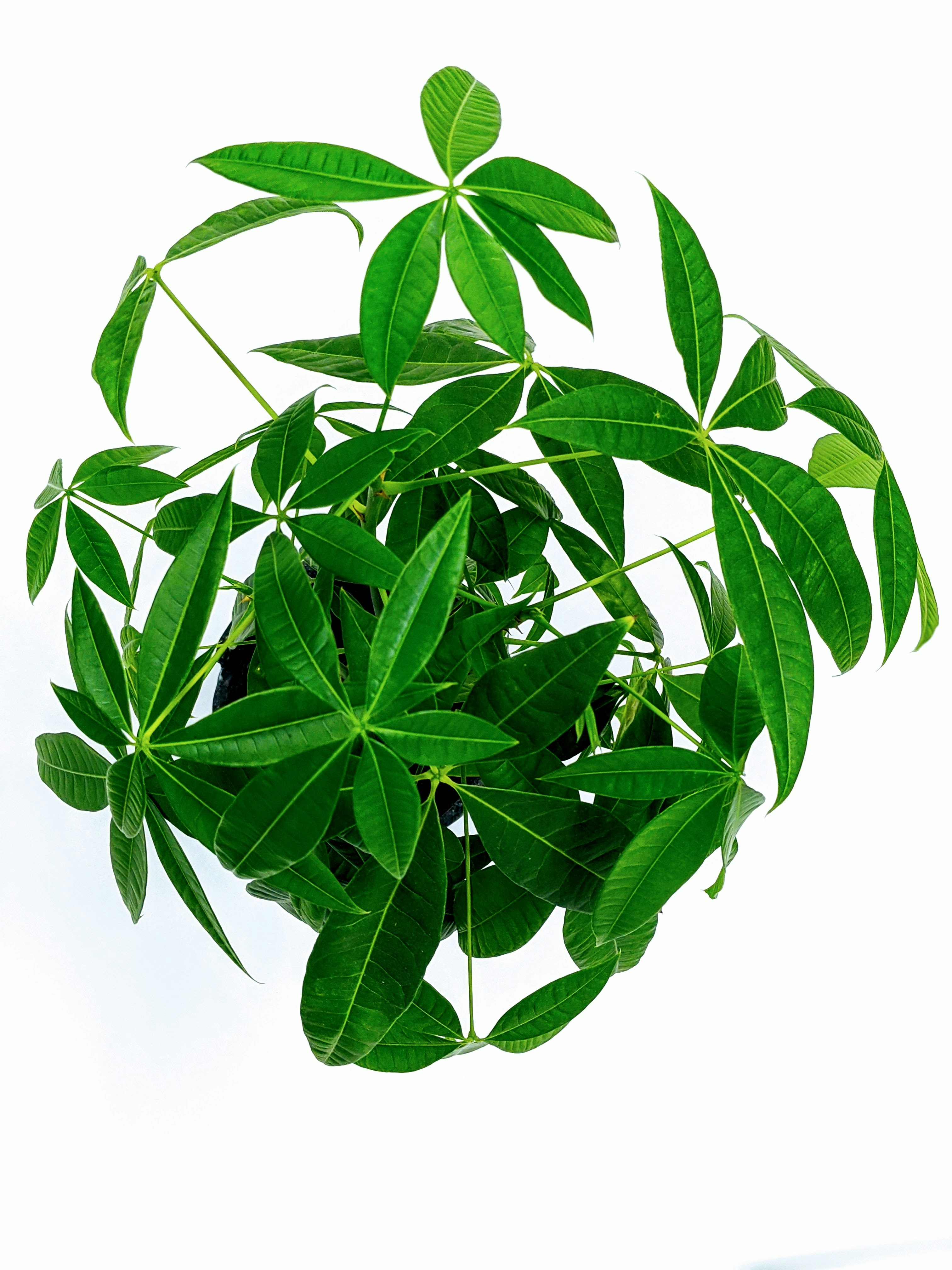 Top-down view of a lush green plant with broad leaves against a white background, showcasing its vibrant foliage and intricate leaf structure.