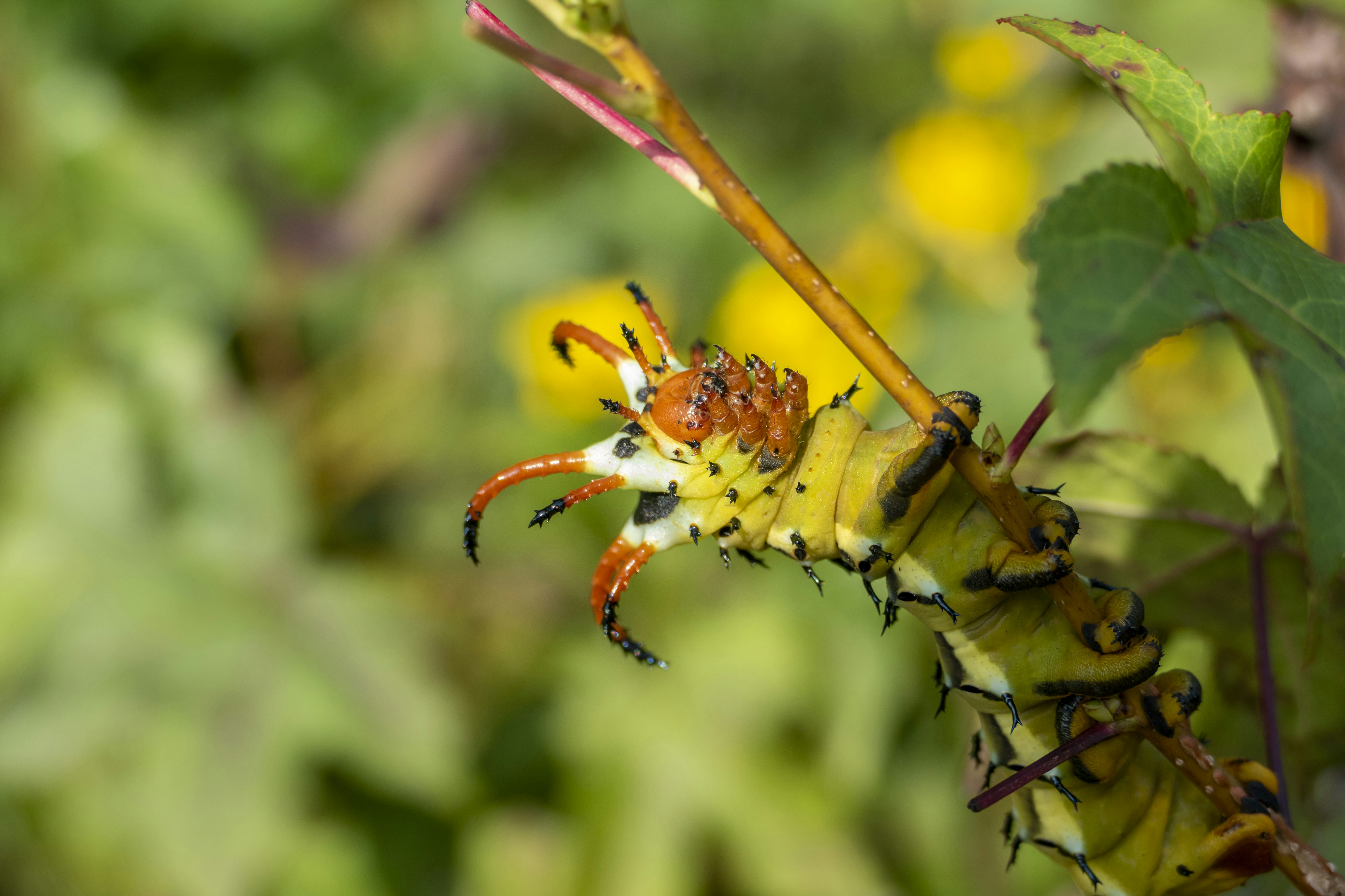 Vibrant caterpillar with spiny protrusions clings to a green leaf in a lush garden setting.