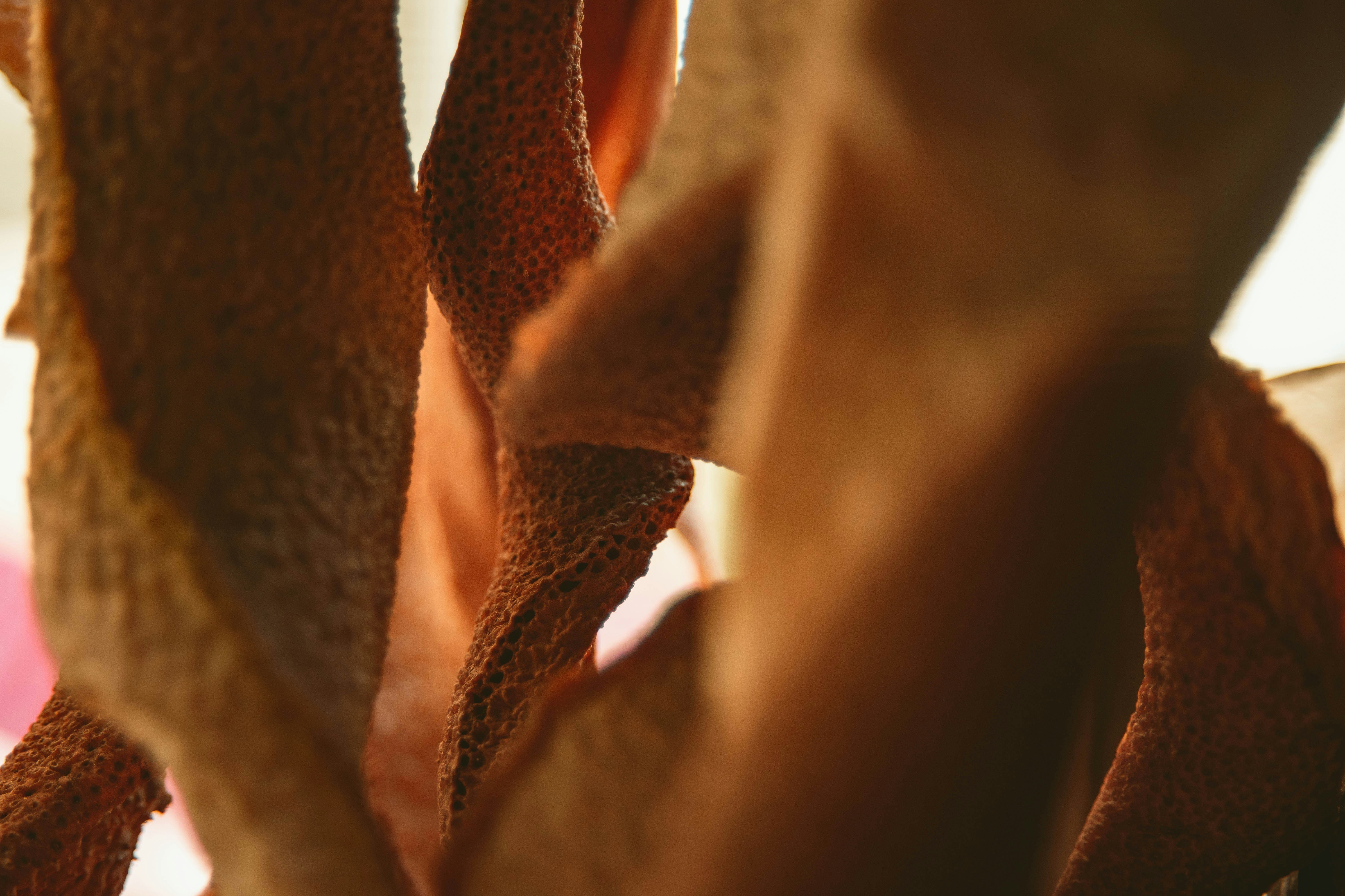 Close-up of textured brown plant material with soft light filtering through, highlighting intricate patterns and colors.