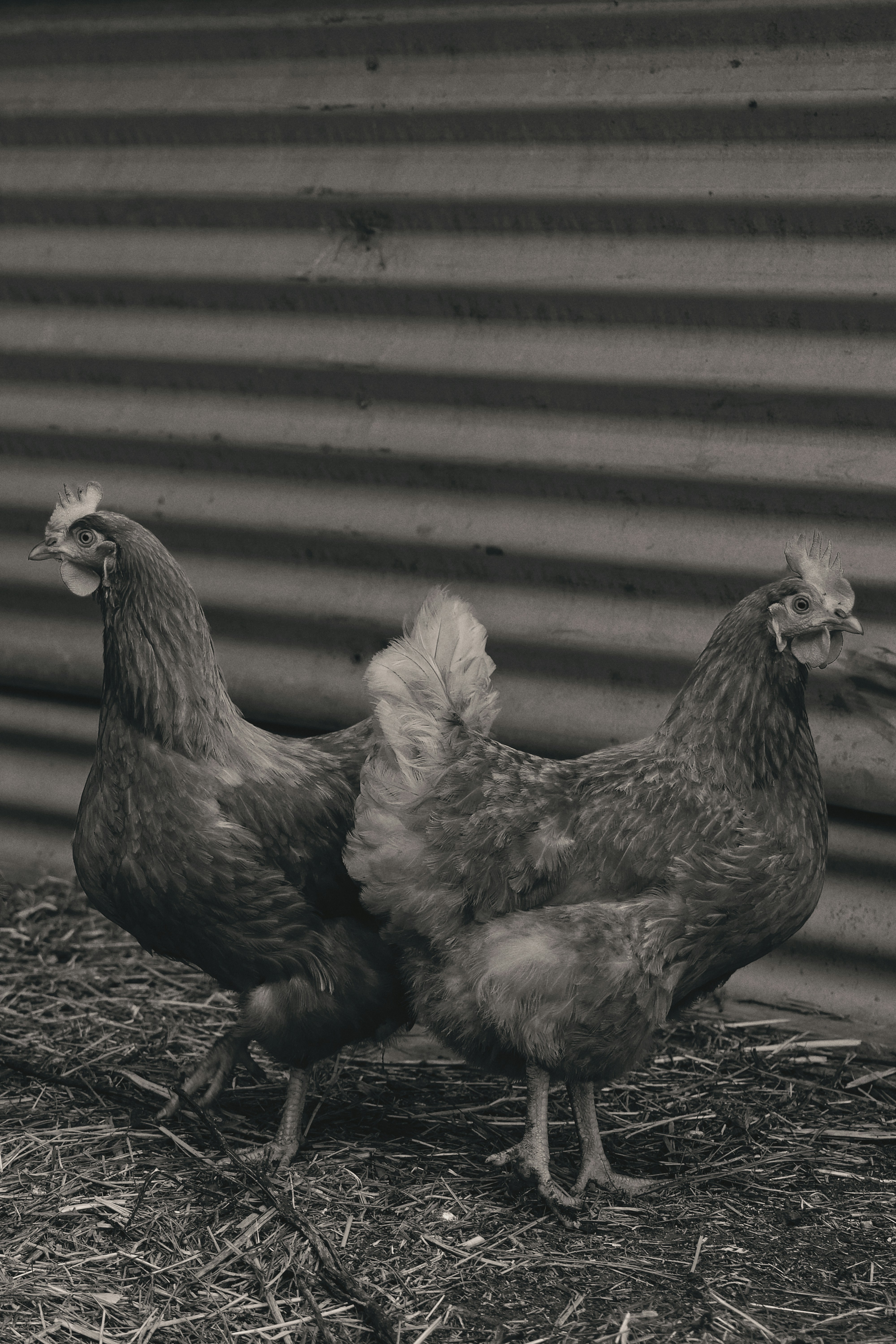 Two chickens standing in front of a corrugated metal backdrop, showcasing their distinct features and textures. The monochrome effect adds depth to their natural forms.