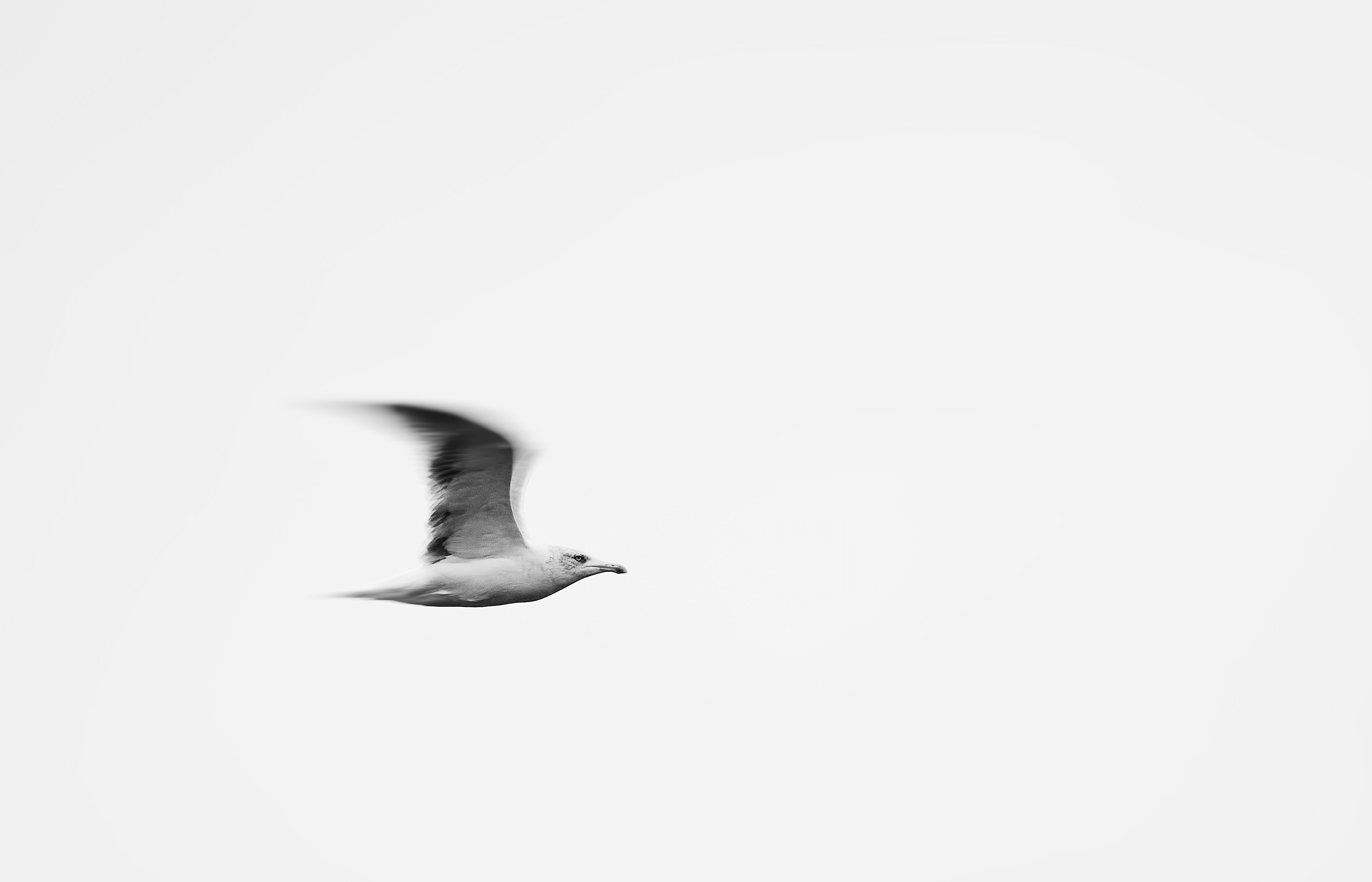 Ethereal Flight: A Study in MotionVidar Nordli-Mathisen