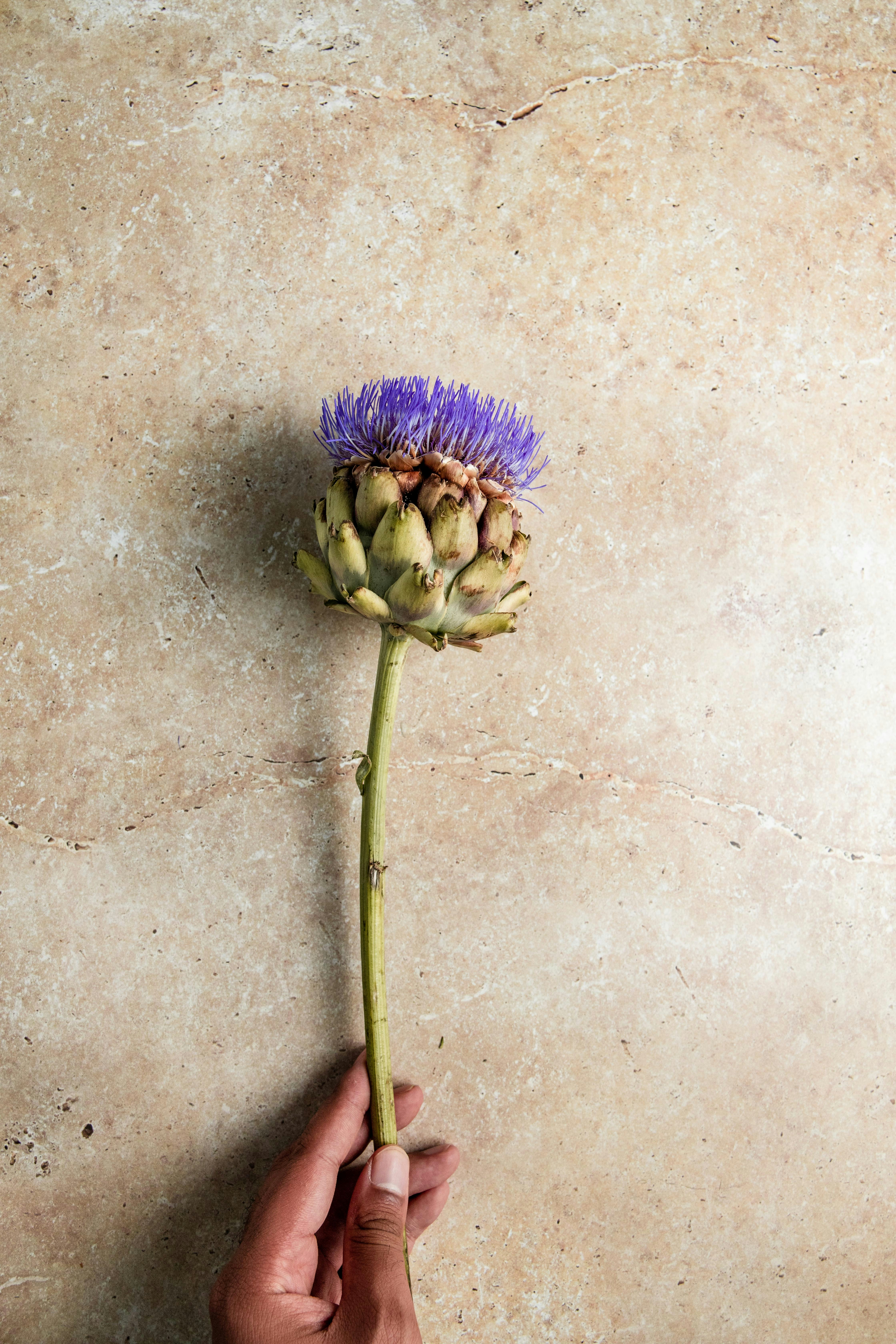 Hand holding an artichoke topped with vibrant purple blossoms against a textured stone background.