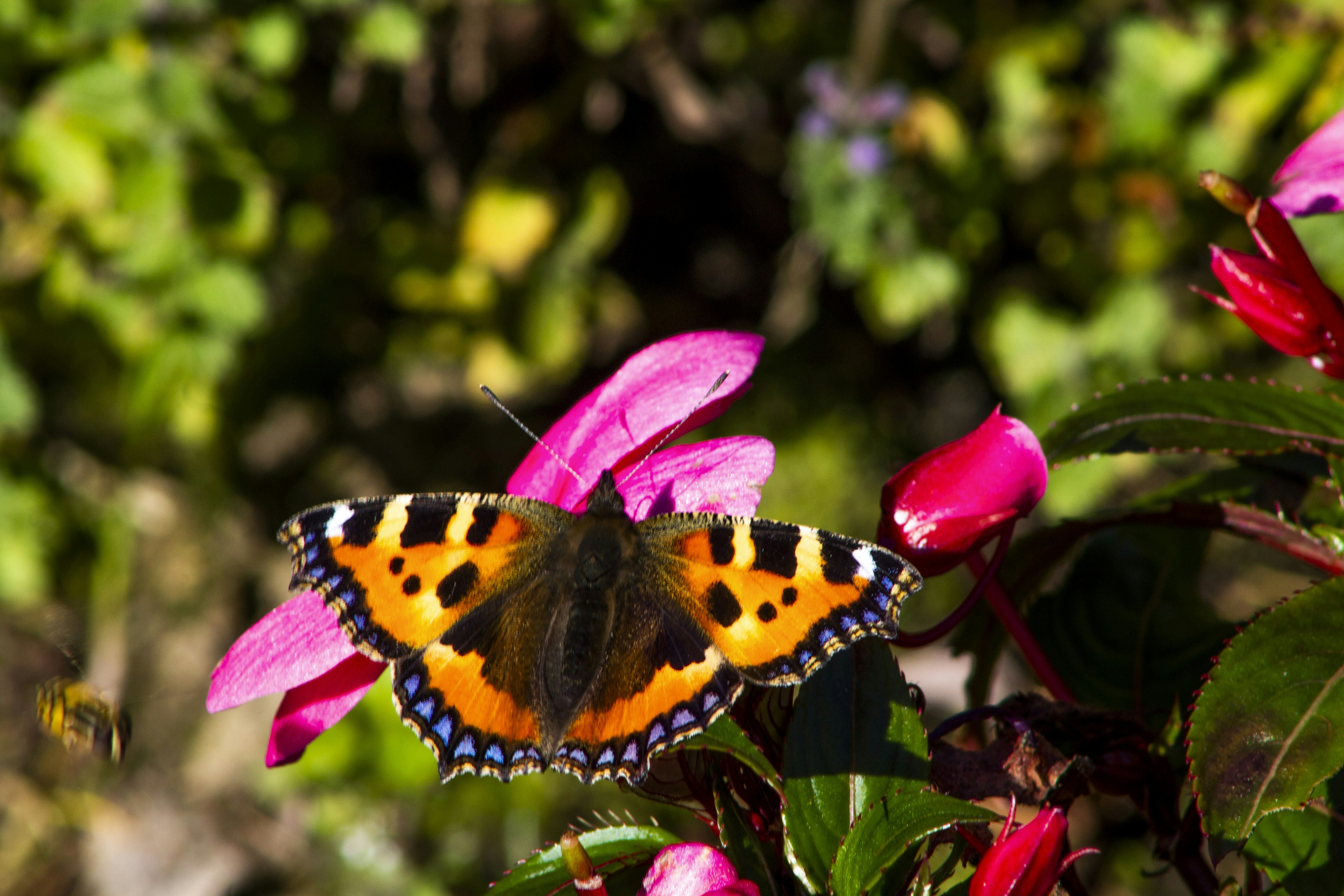 Monarch on Pink Bouquets: a Sunlit Garden Encounter
