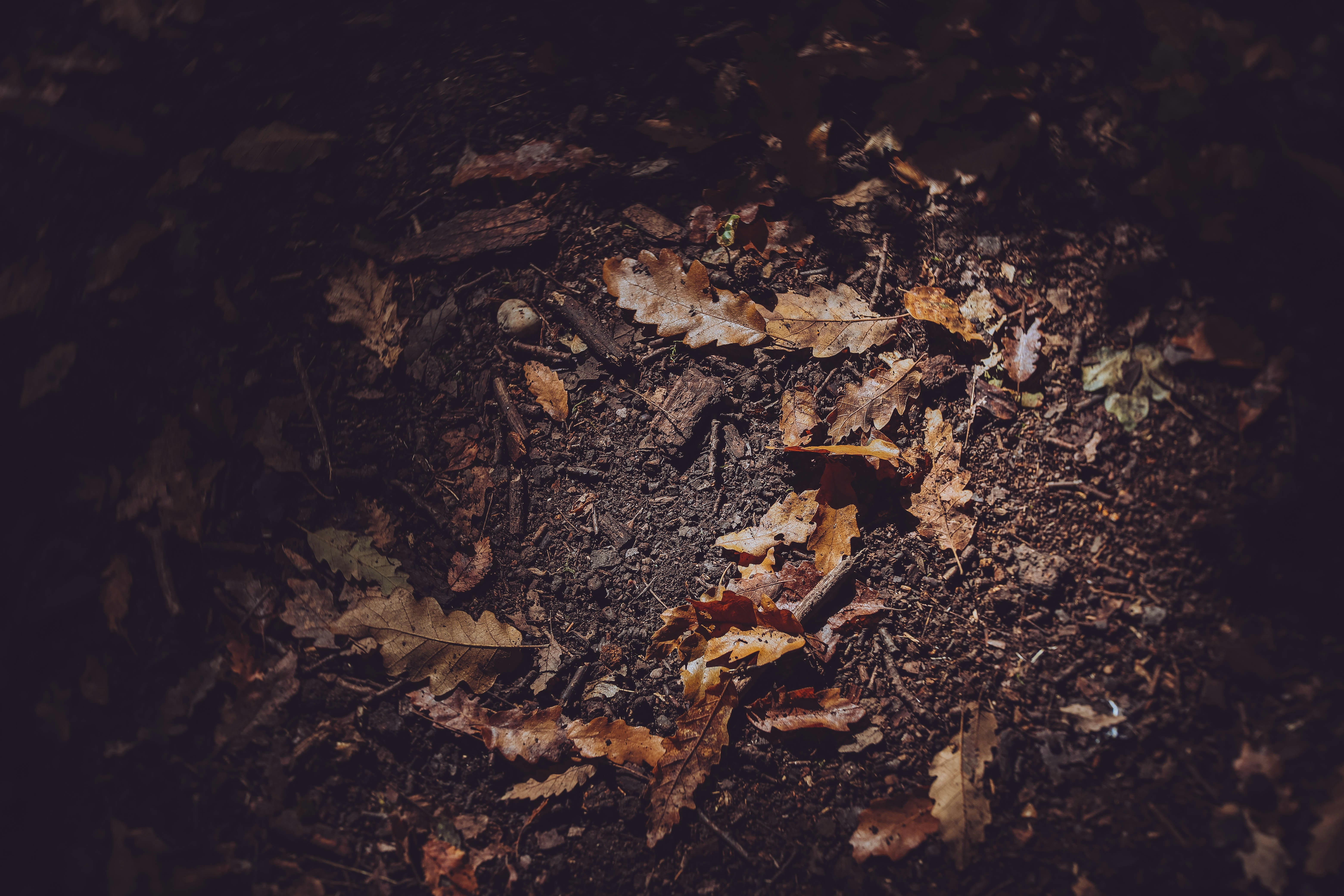 A textured ground covered with fallen leaves and exposed soil, highlighting the transition of seasons in a forest setting.