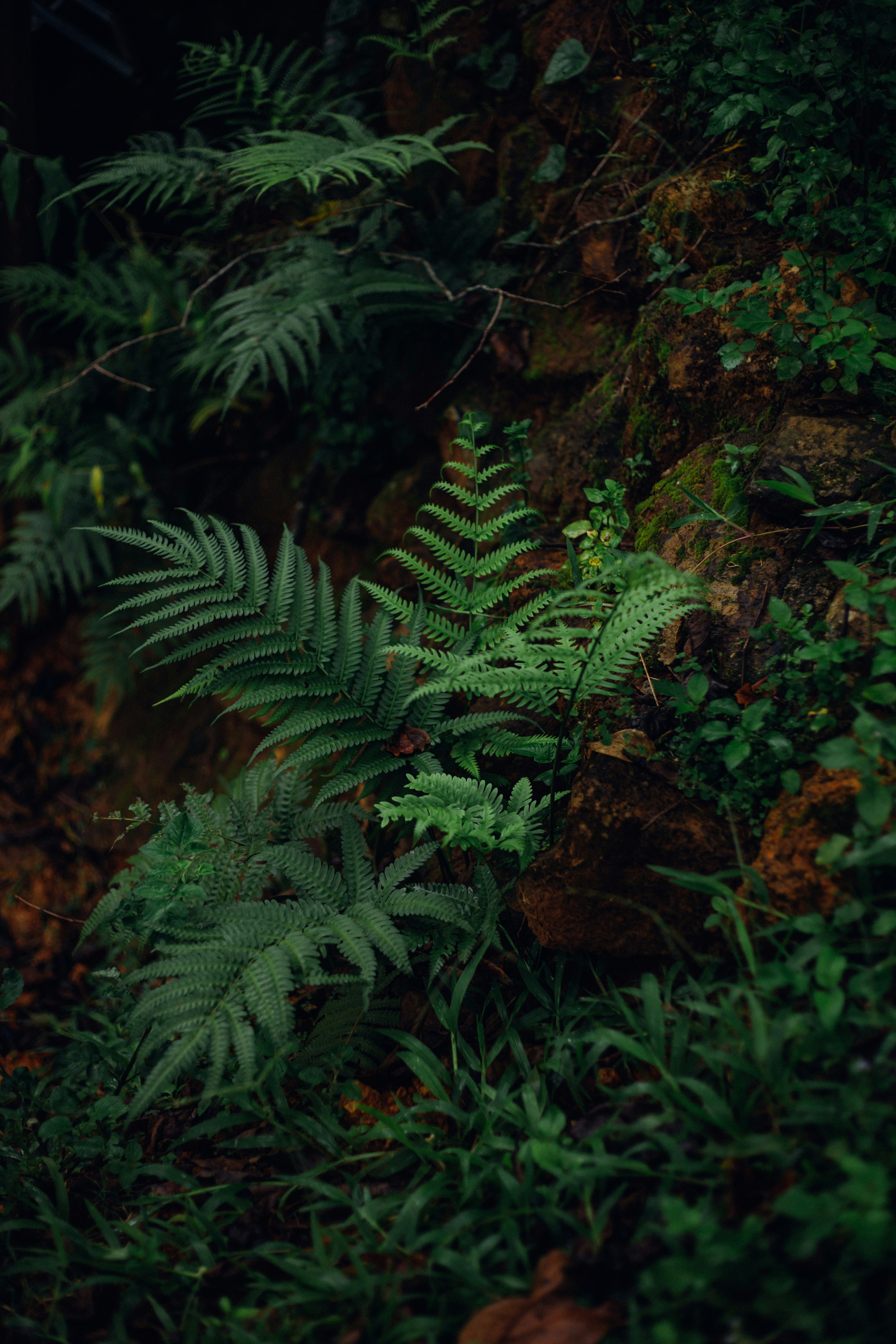 Fern Whispers on a Damp, Shadowed Cliff
