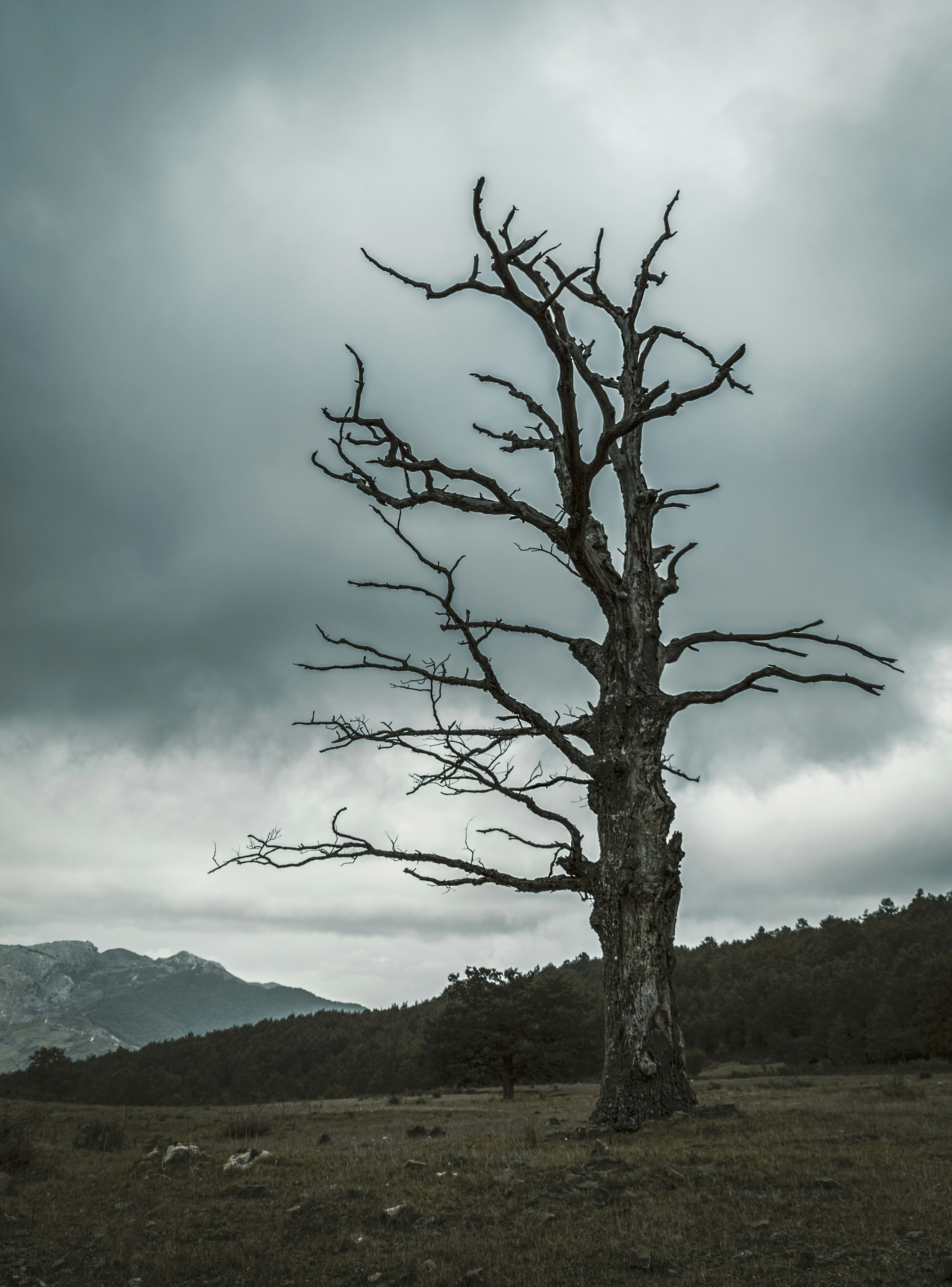 A solitary, leafless tree stands against a moody sky, embodying resilience in a vast landscape. The stark branches reach upwards, hinting at stories untold.