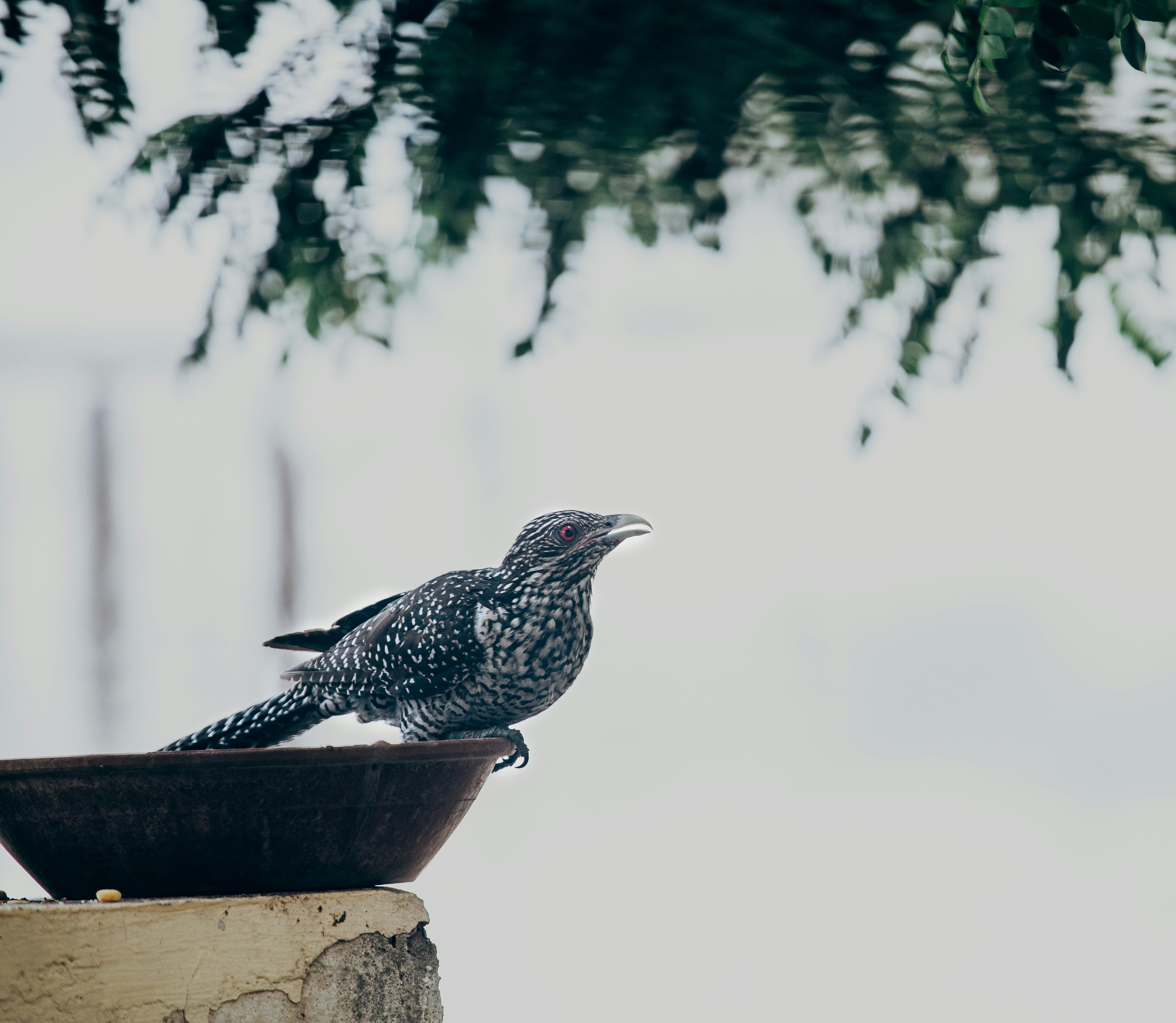 Speckled Starling on a Weathered Bowl Overlooking a Quiet Water