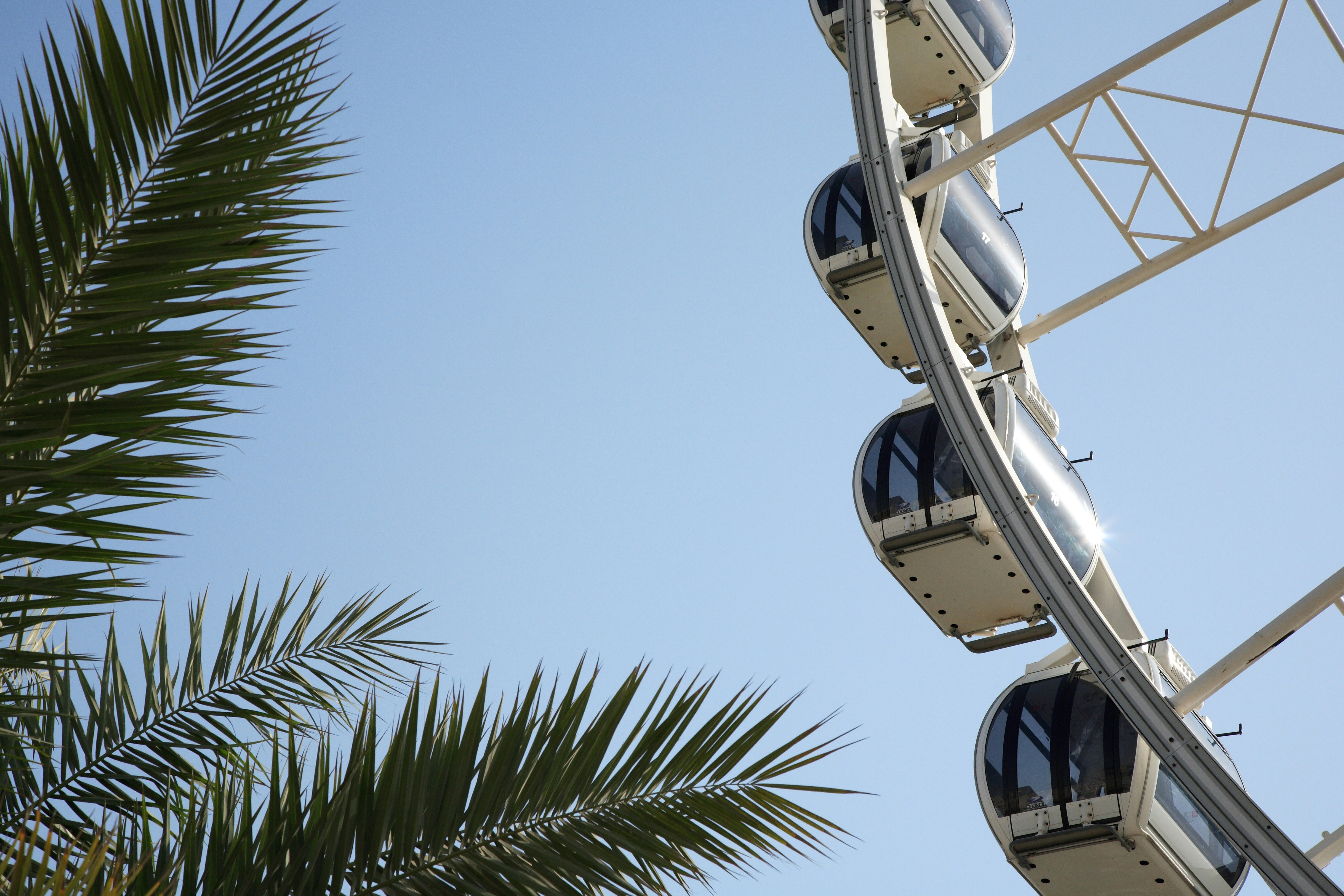 Skyward Ride: A Palm-Fringed View of the City Wheel