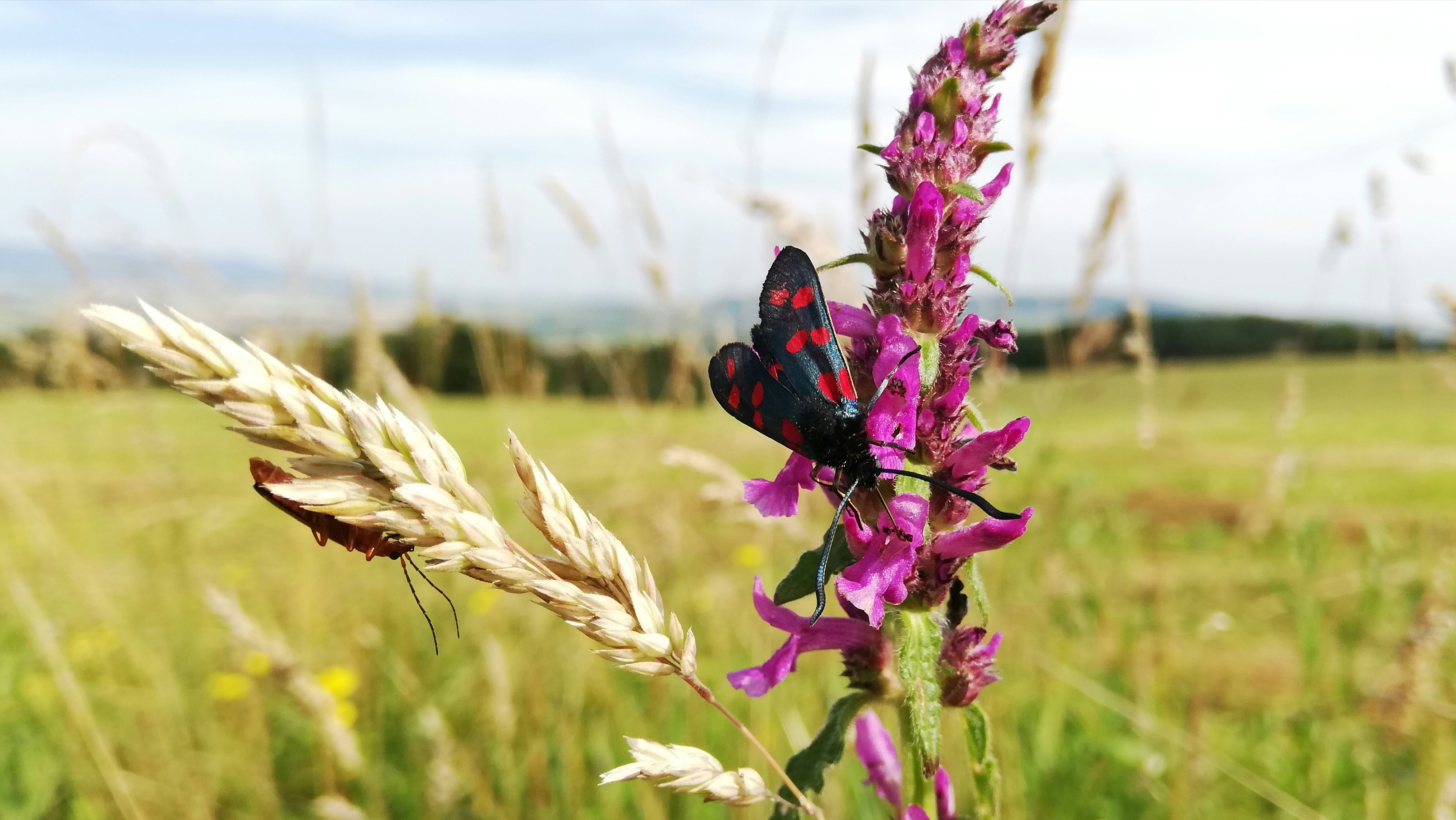Red-spotted Burnet on a Magenta Bloom in a Sunlit Meadow