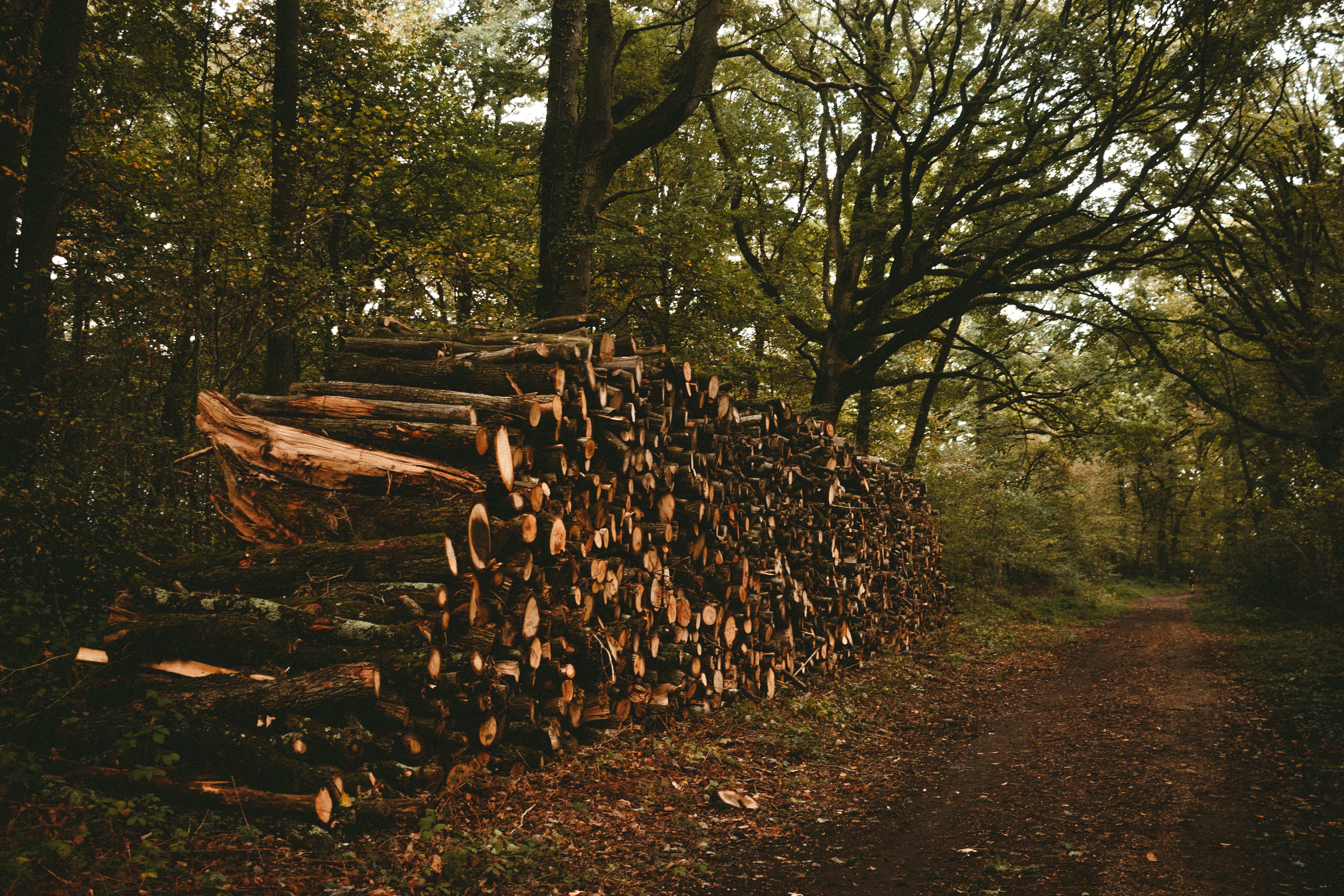 brown wooden logs on brown soil