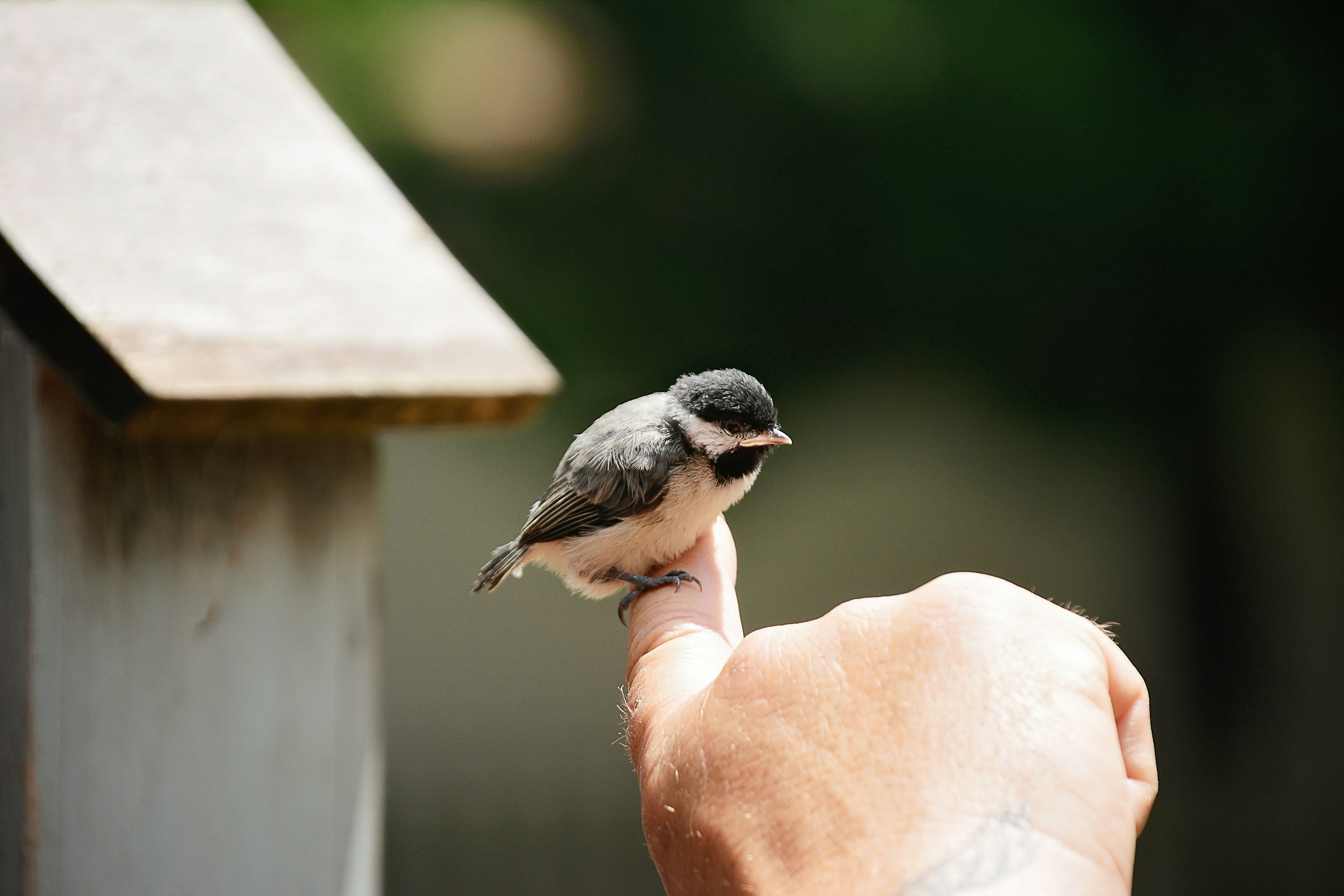 white and black bird on persons hand