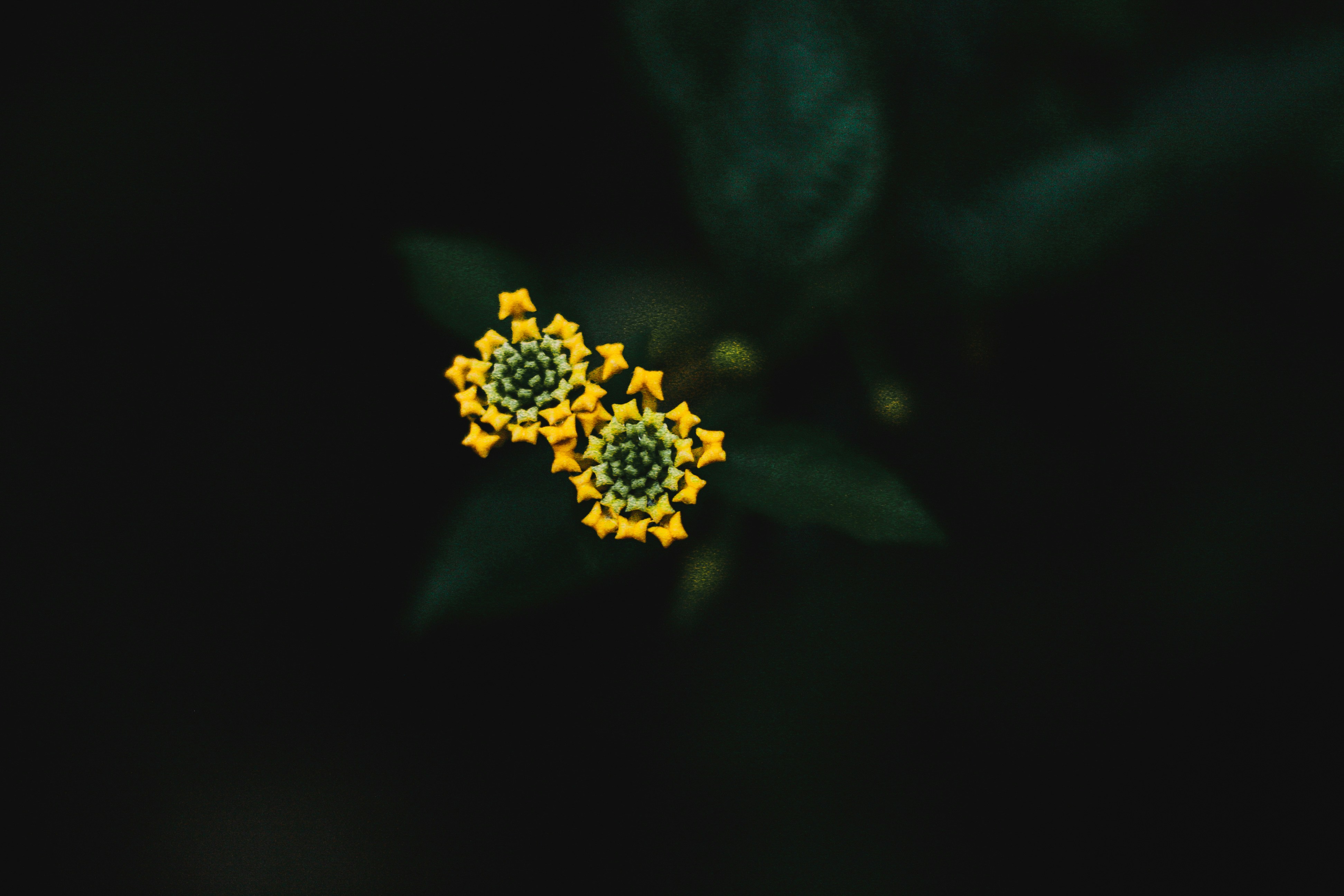 Twin Golden Bloom: A Quiet Moment in the Dark