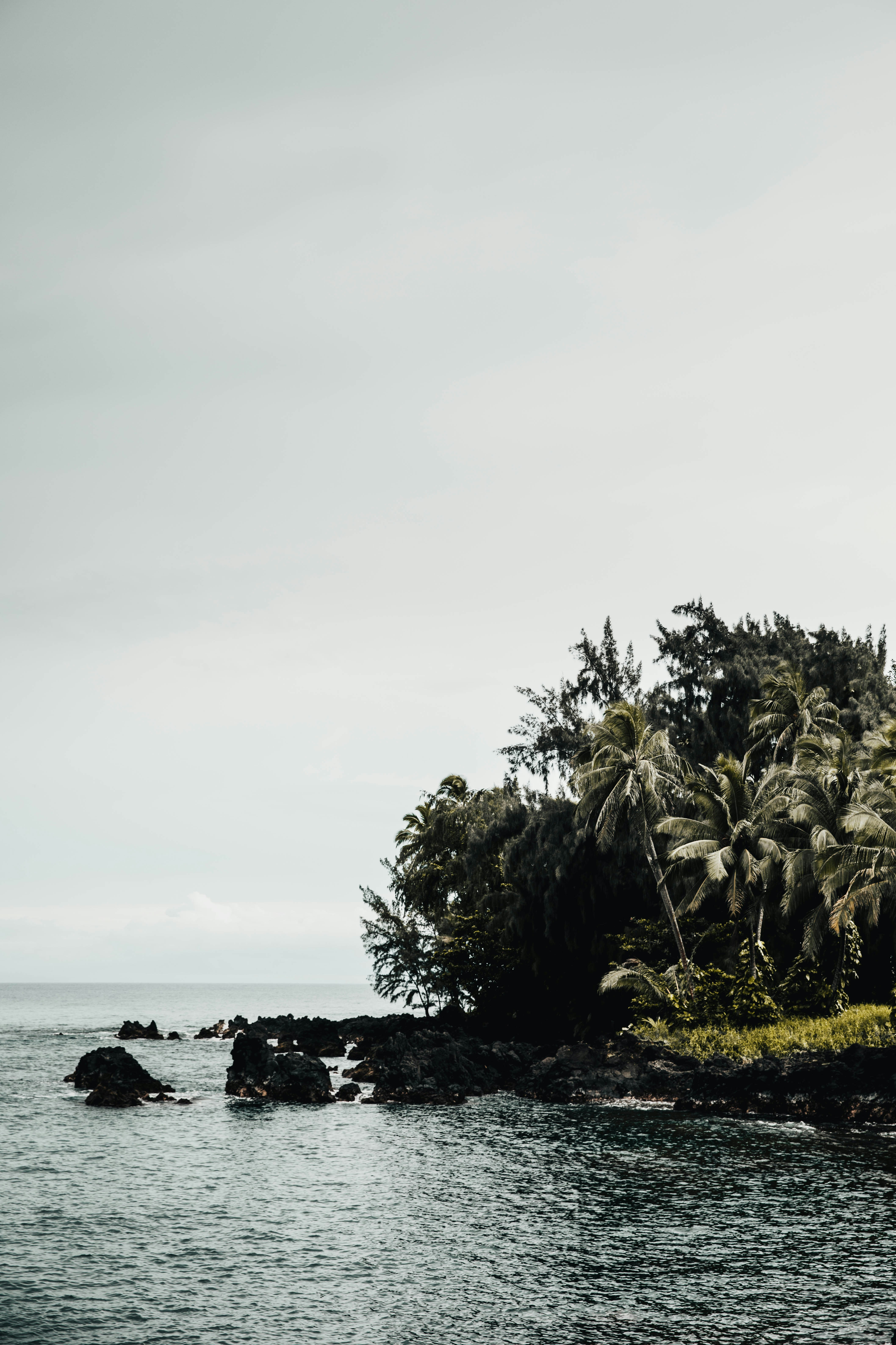 Coastal Cove: Palm Cluster at the Edge of Quiet Waters