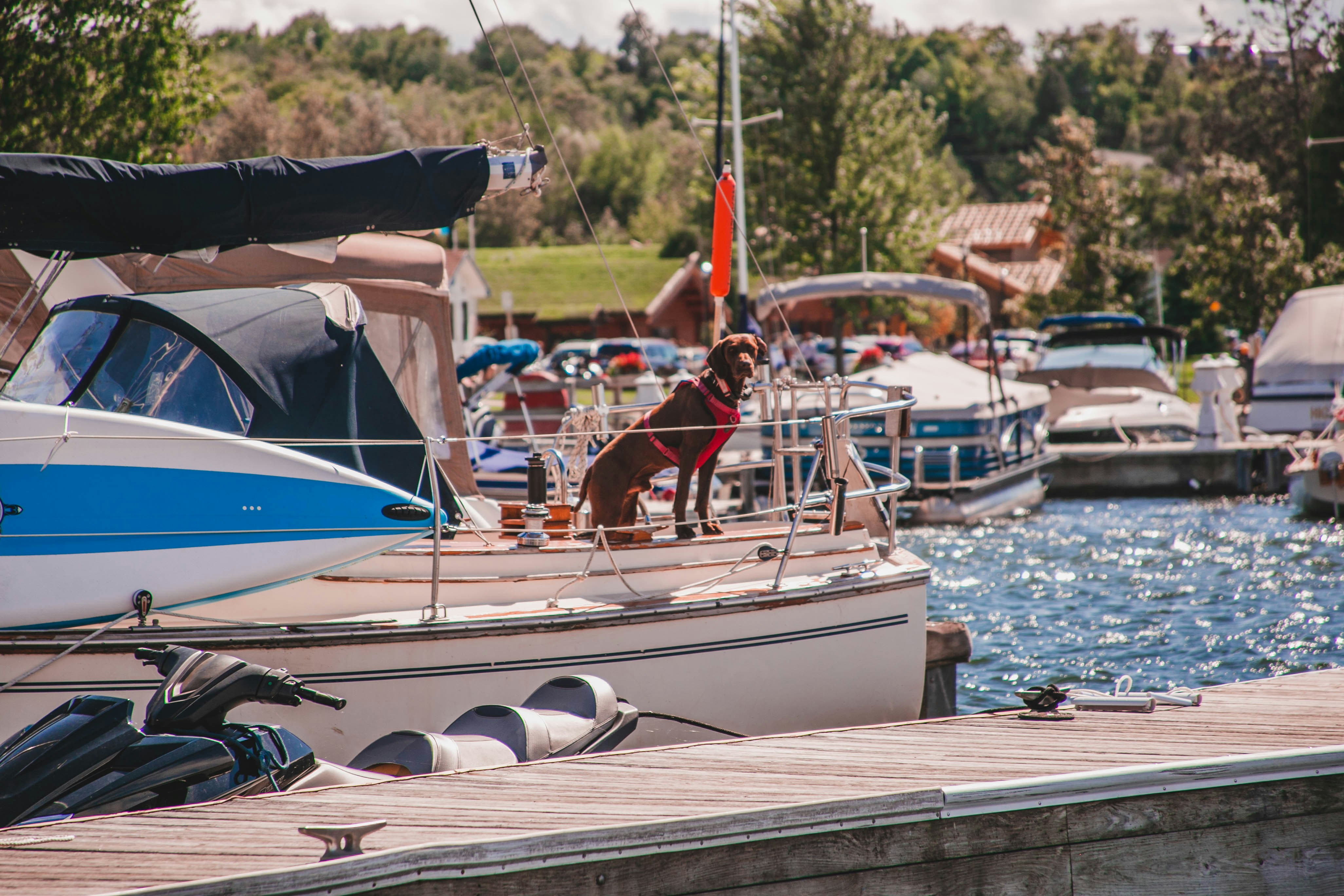 Dog on the Bow: A Quiet Moment Among Sunlit Marinas