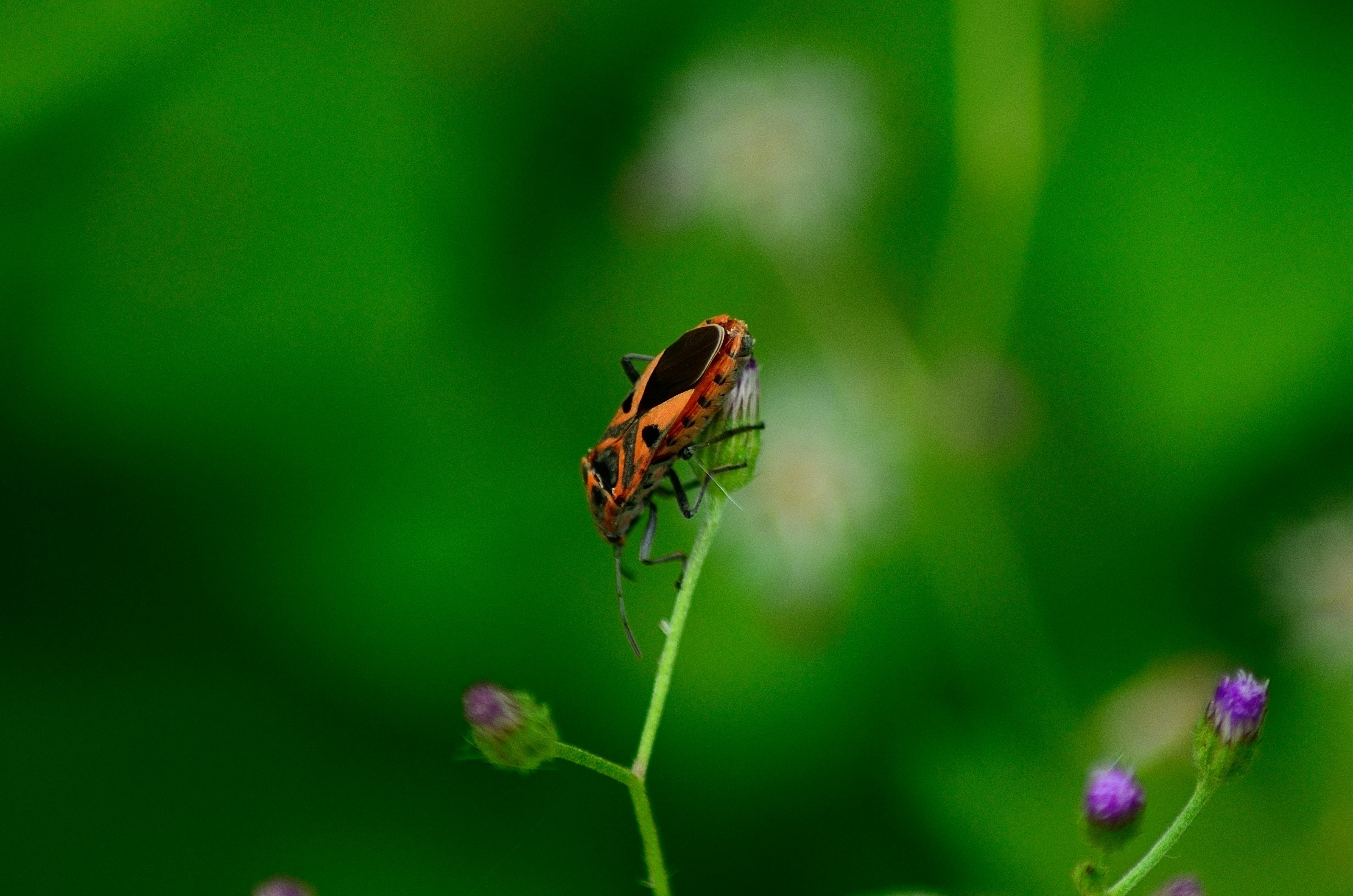 Orange shieldbug on a delicate stem amid emerald bokeh
