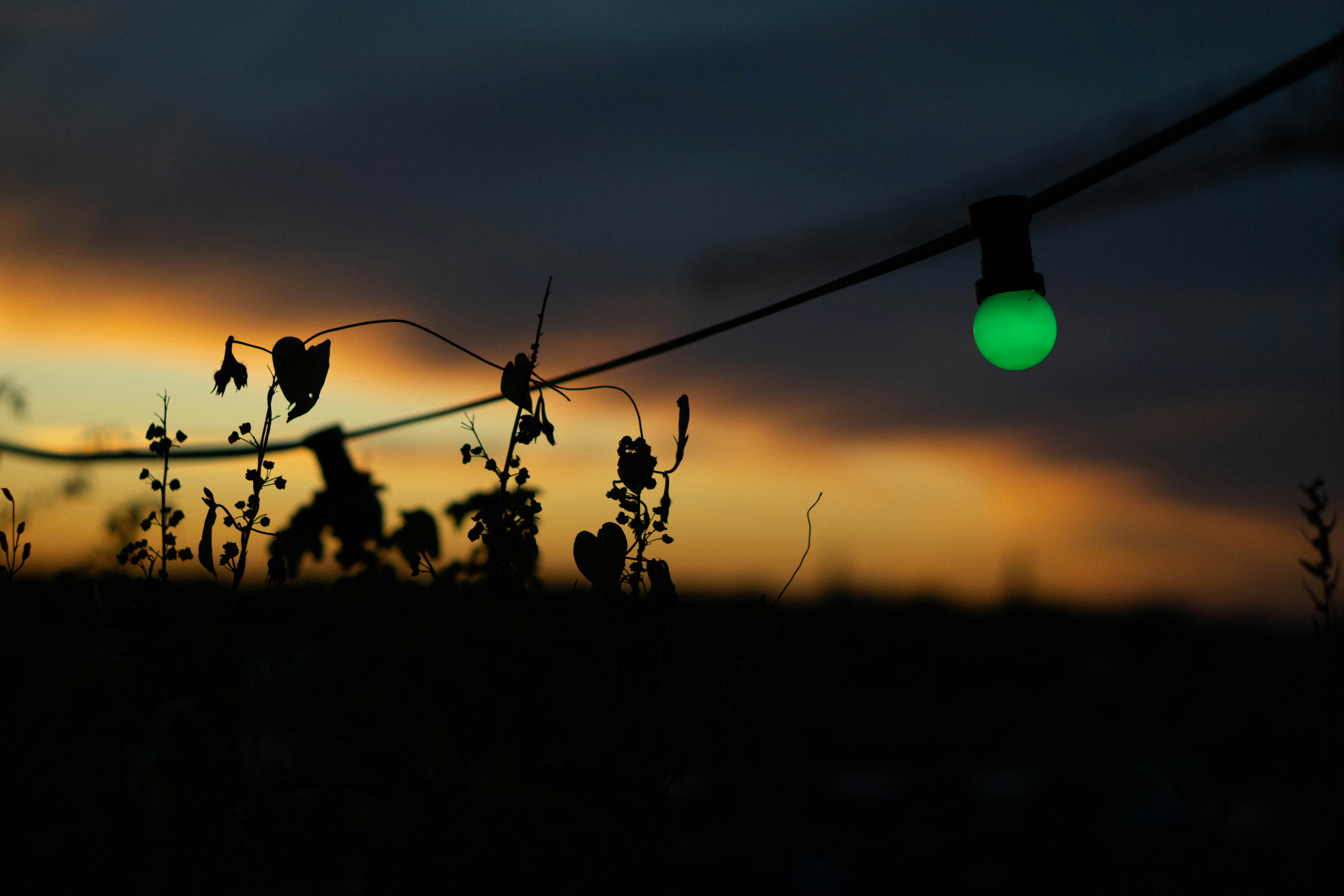 Twilight Bulb: A Silhouette Against Dusk