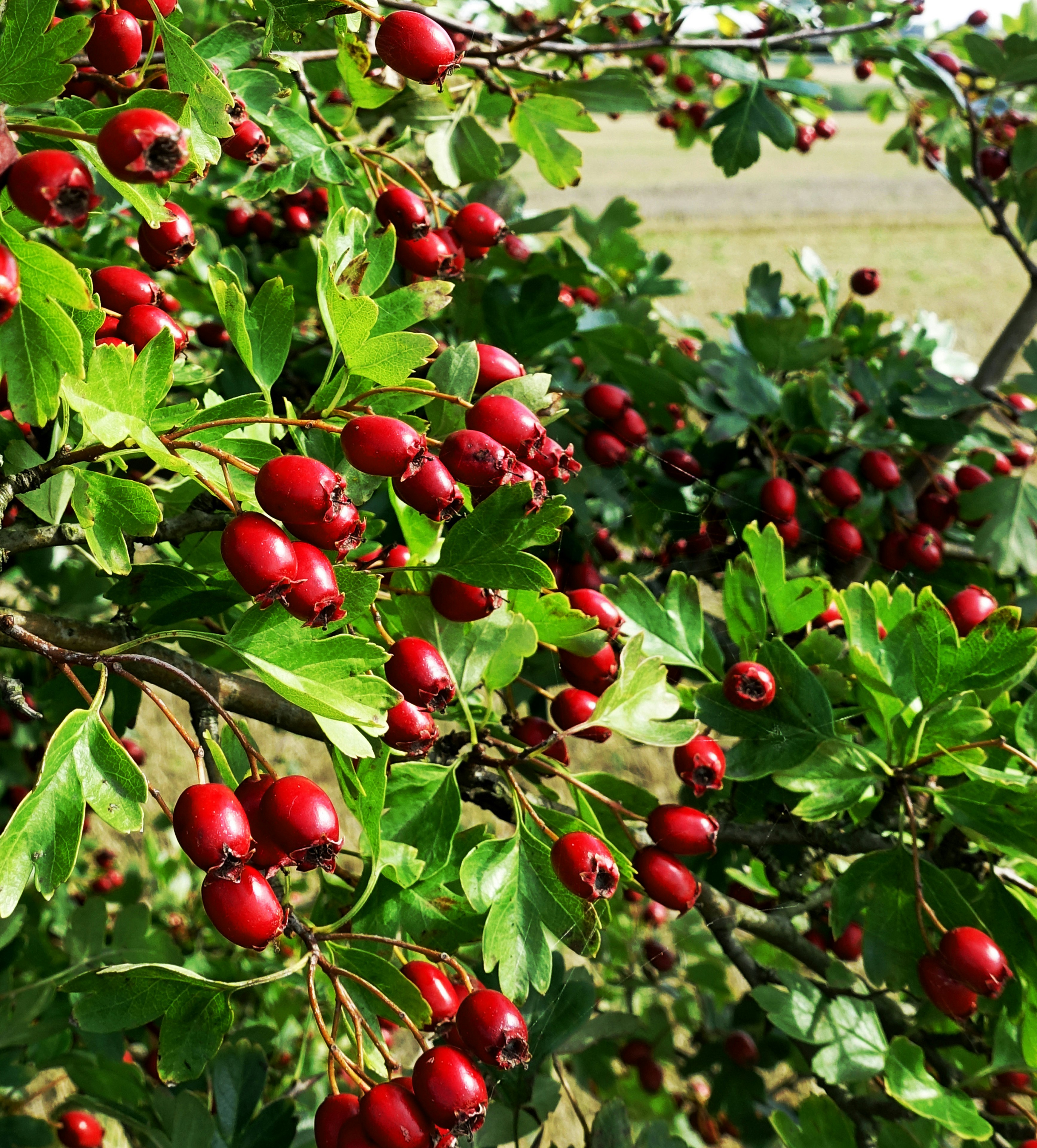 Fruits ronds rouges sur l’herbe verte pendant la journée photo – Photo ...