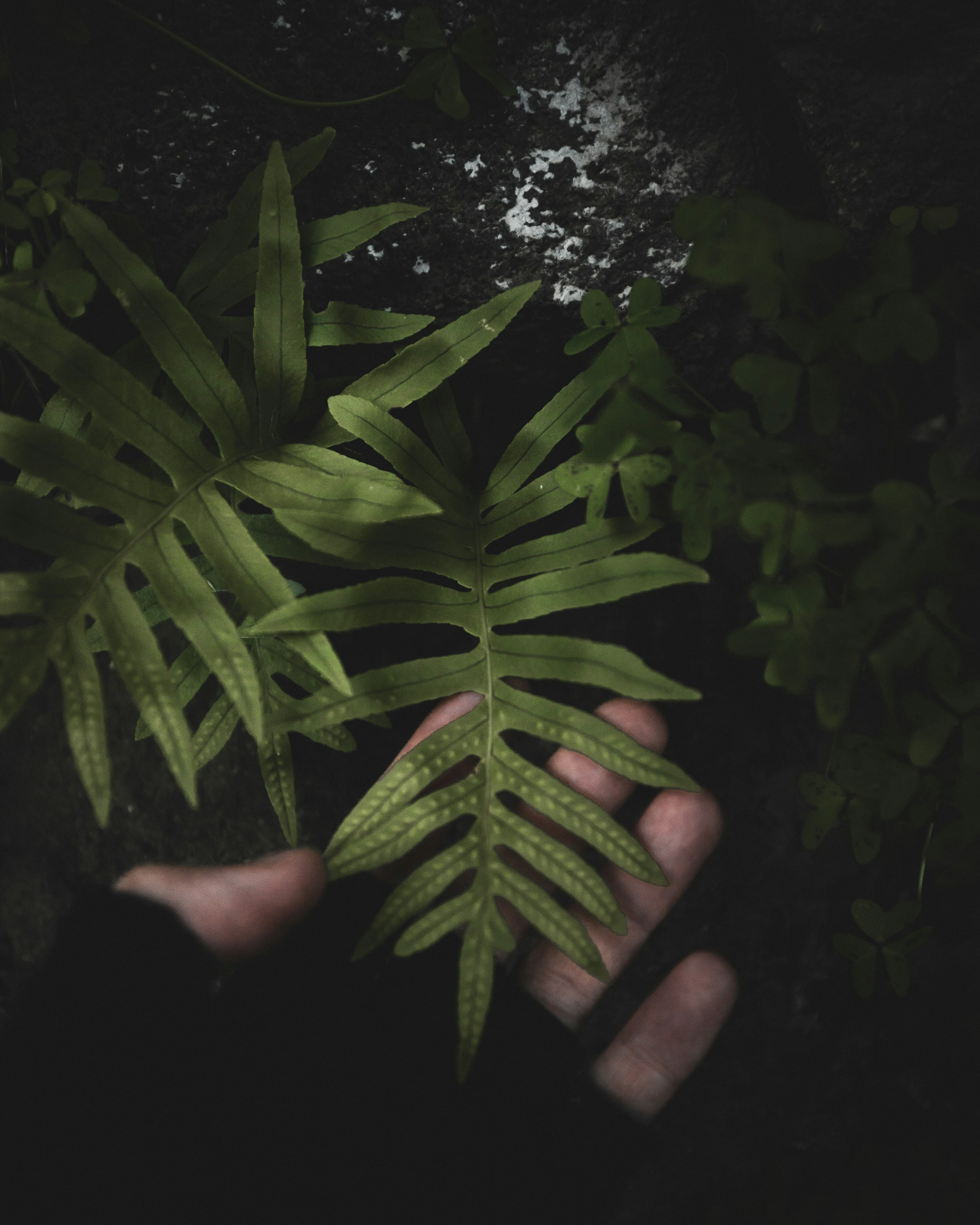 Hand gently cradling vibrant green fern leaves in a dimly lit forest.
