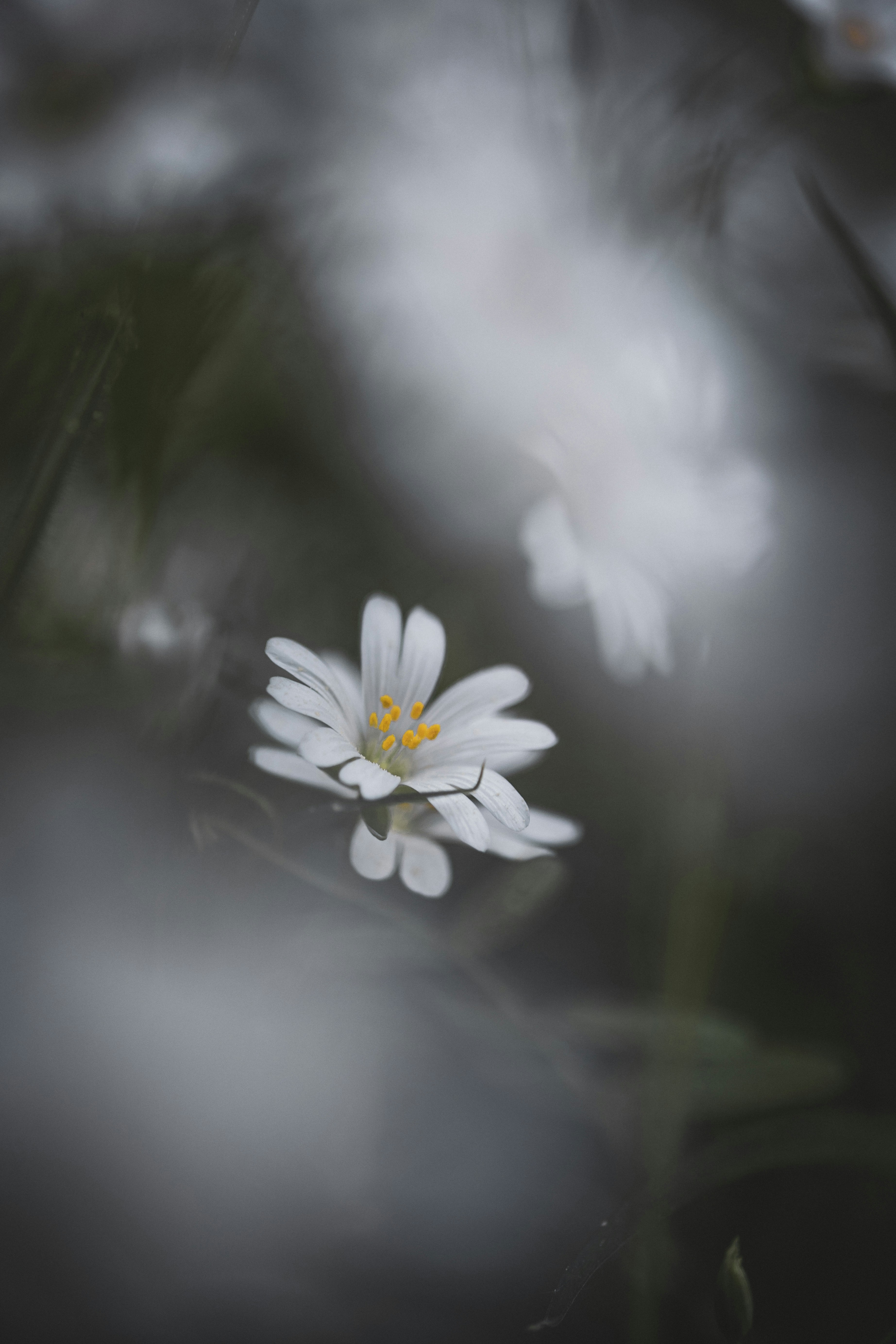 Whisper of White: A Delicate Bloom in Soft Focus