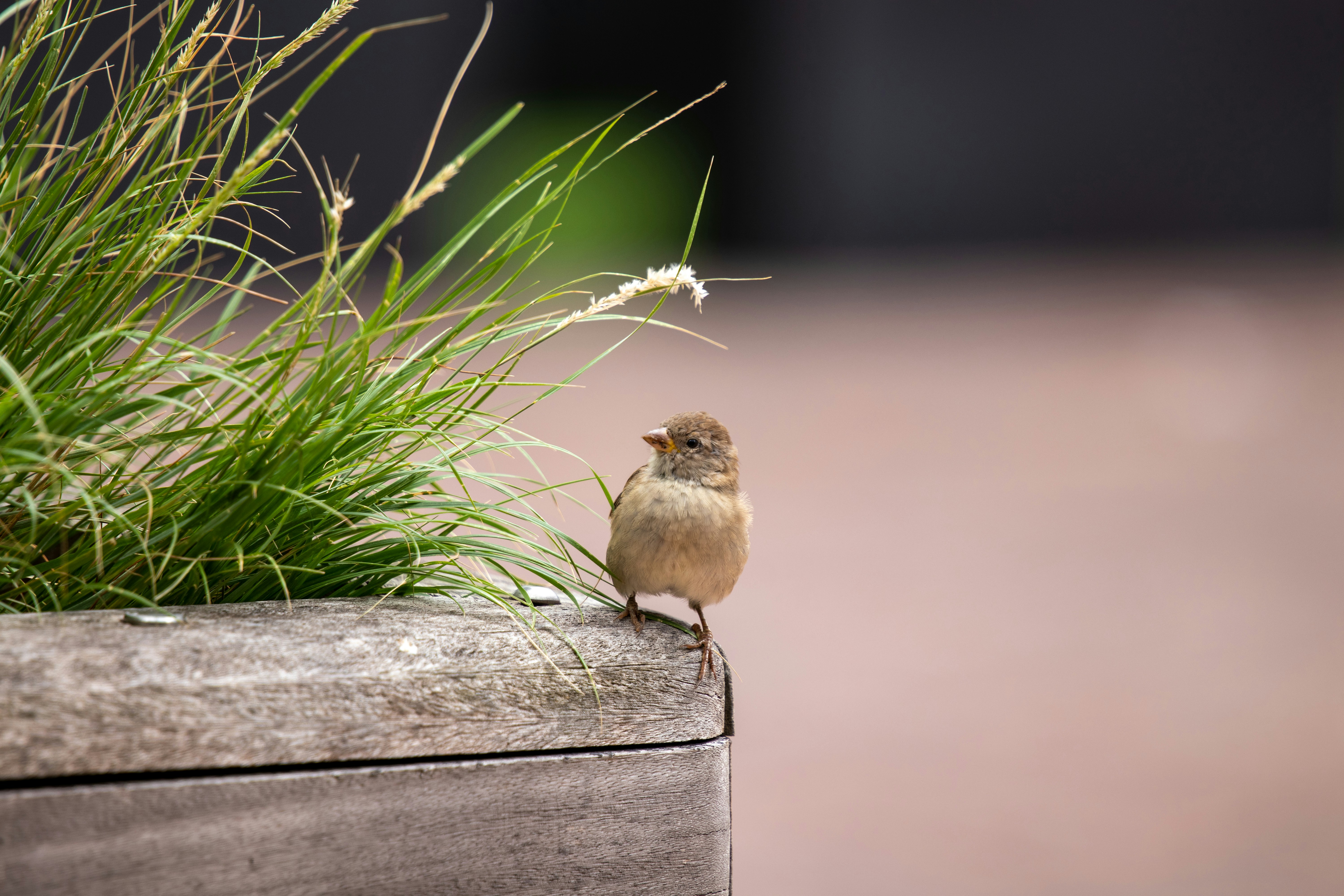Small bird perched on a wooden planter surrounded by vibrant grass blades. The scene conveys a tranquil outdoor atmosphere.
