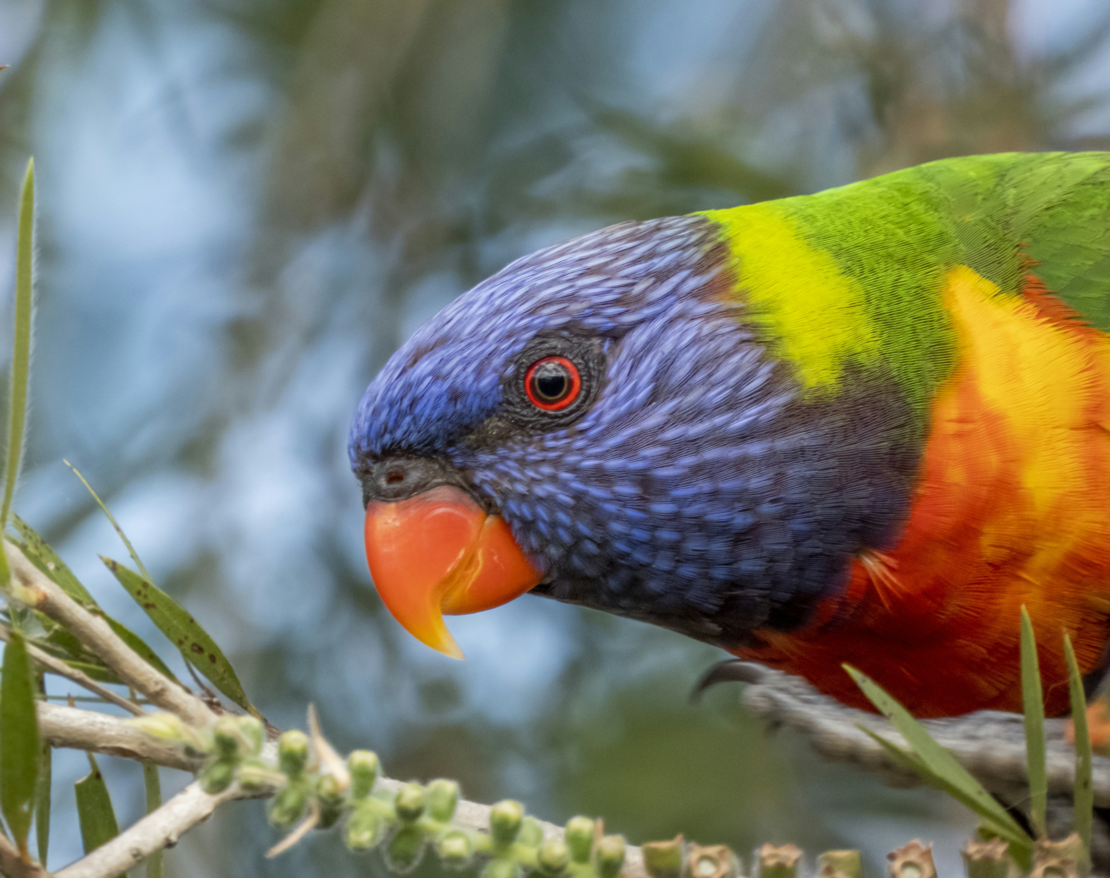 Rainbow Lorikeet Pictures | Download Free Images on Unsplash