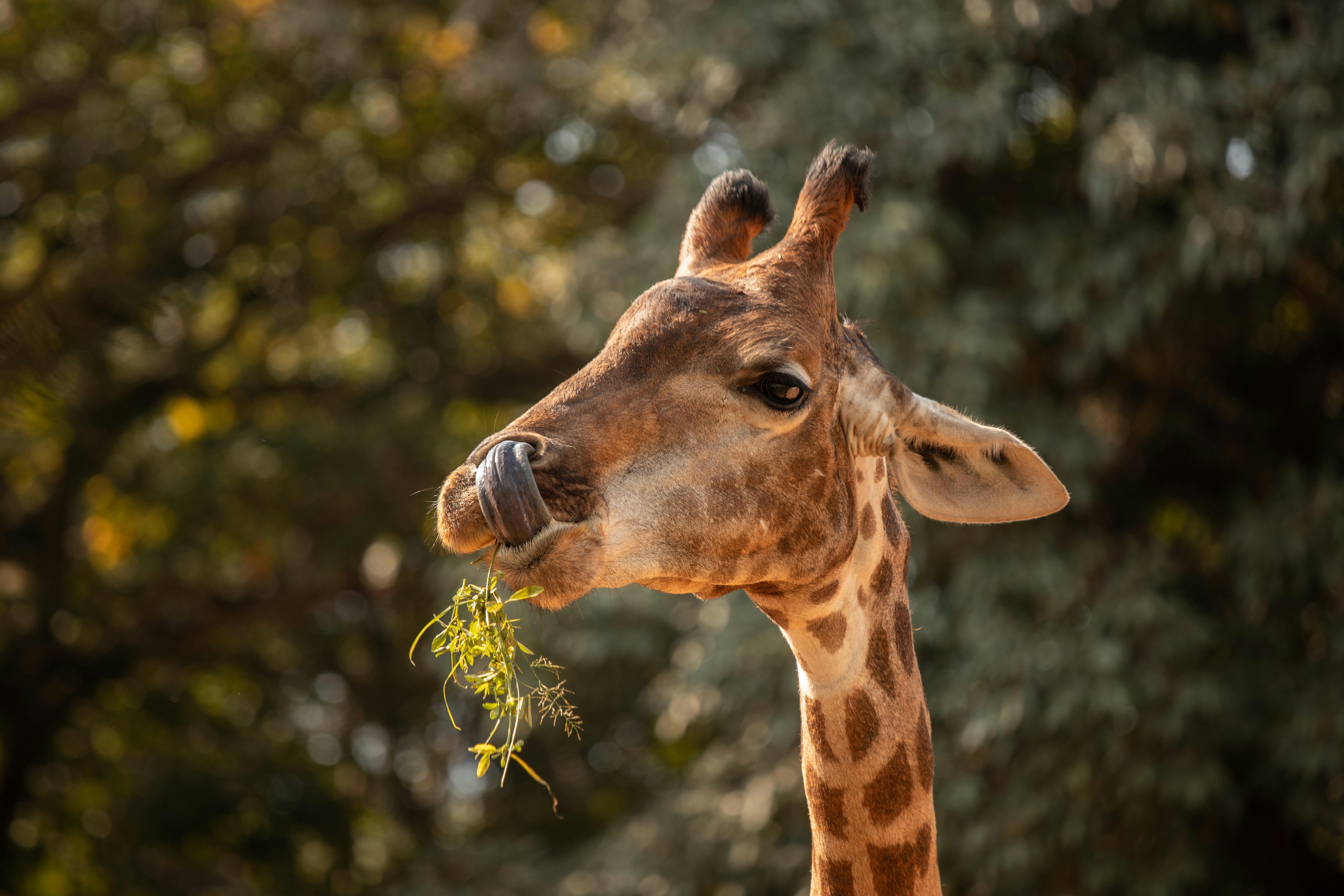 Sunlit Giraffe Portrait: Chewing Sprig Against a Soft Foliage Backdrop